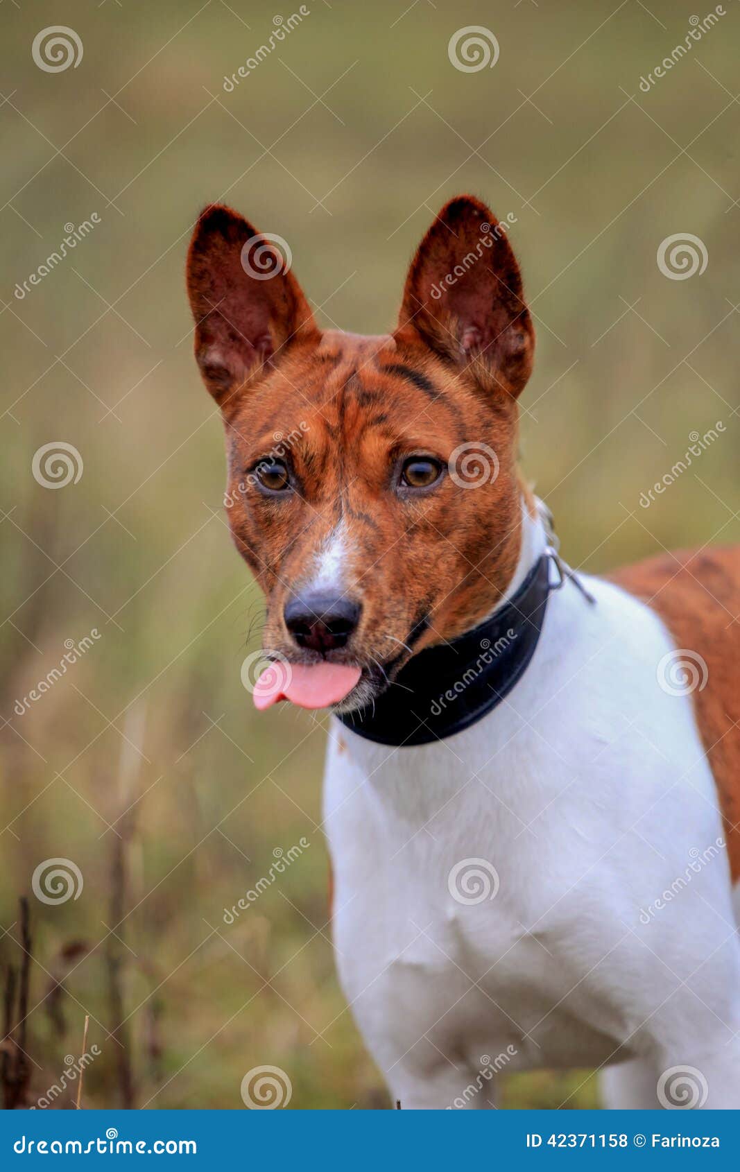 Brindle basenji on meadow stock photo. Image of dark - 42371158