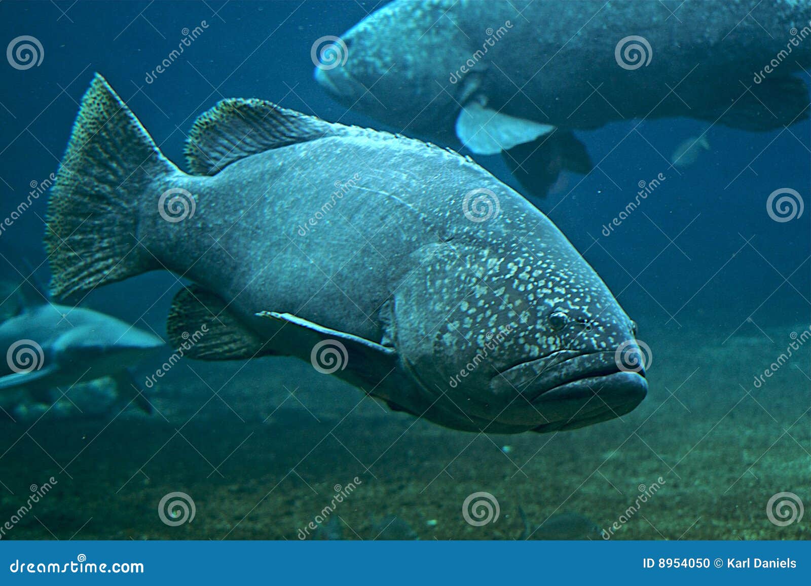 Brindle bass stock photo. Image of fish, largest, grouper - 8954050