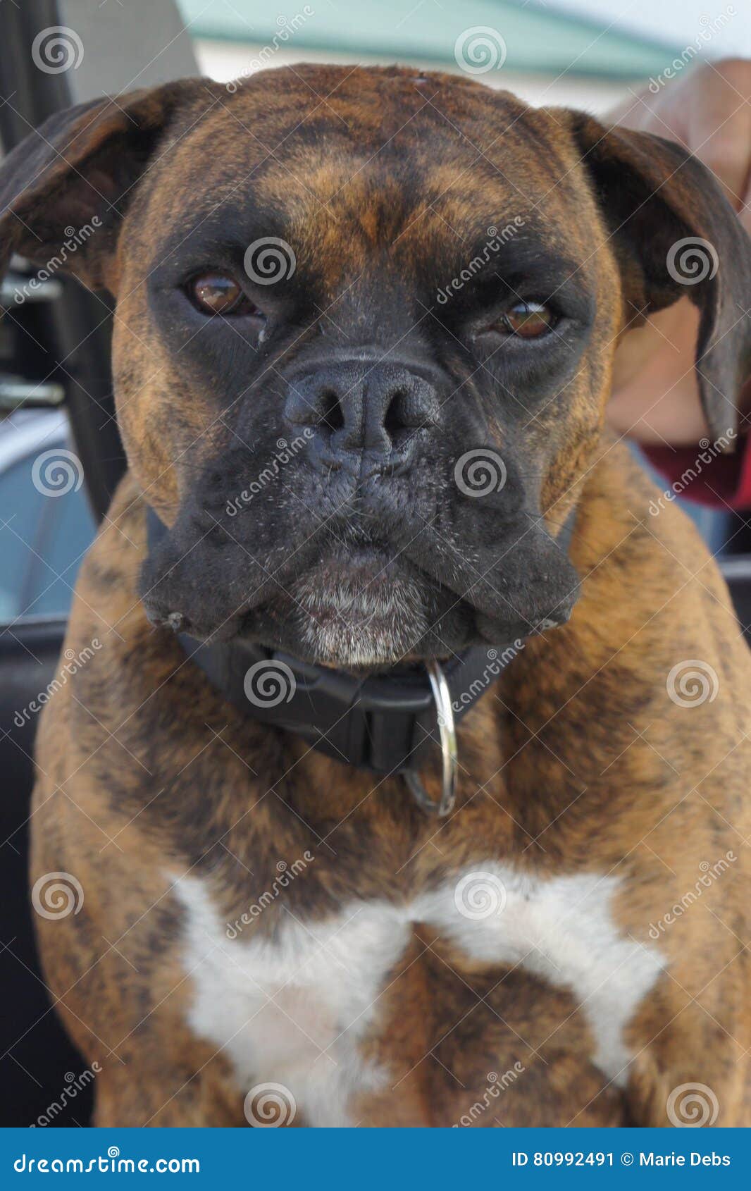 Brindle Boxer Close Up stock image. Image of boxer, folded - 80992491