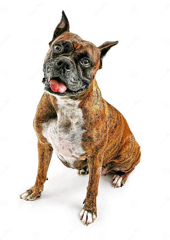 Brindle Boxer Dog Looking Forward Stock Photo - Image of white, brindle ...