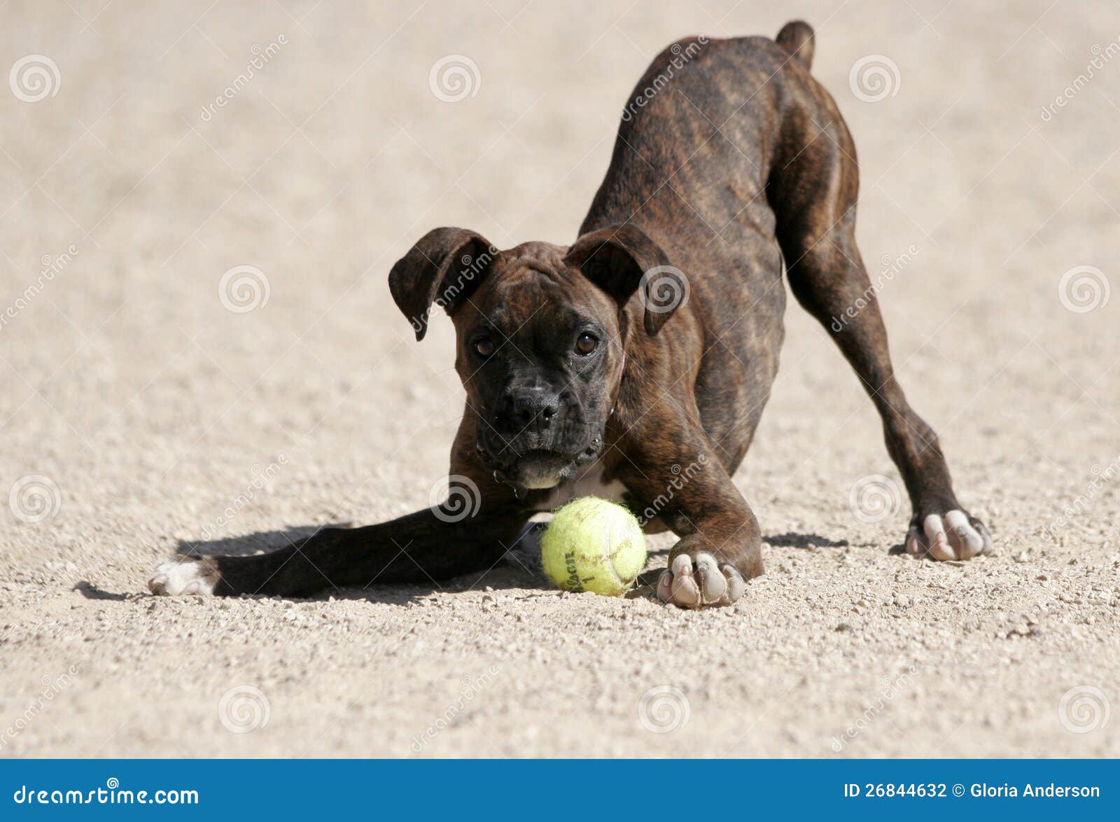 A Brindle Boxer Playing with a Ball Stock Photo - Image of ...
