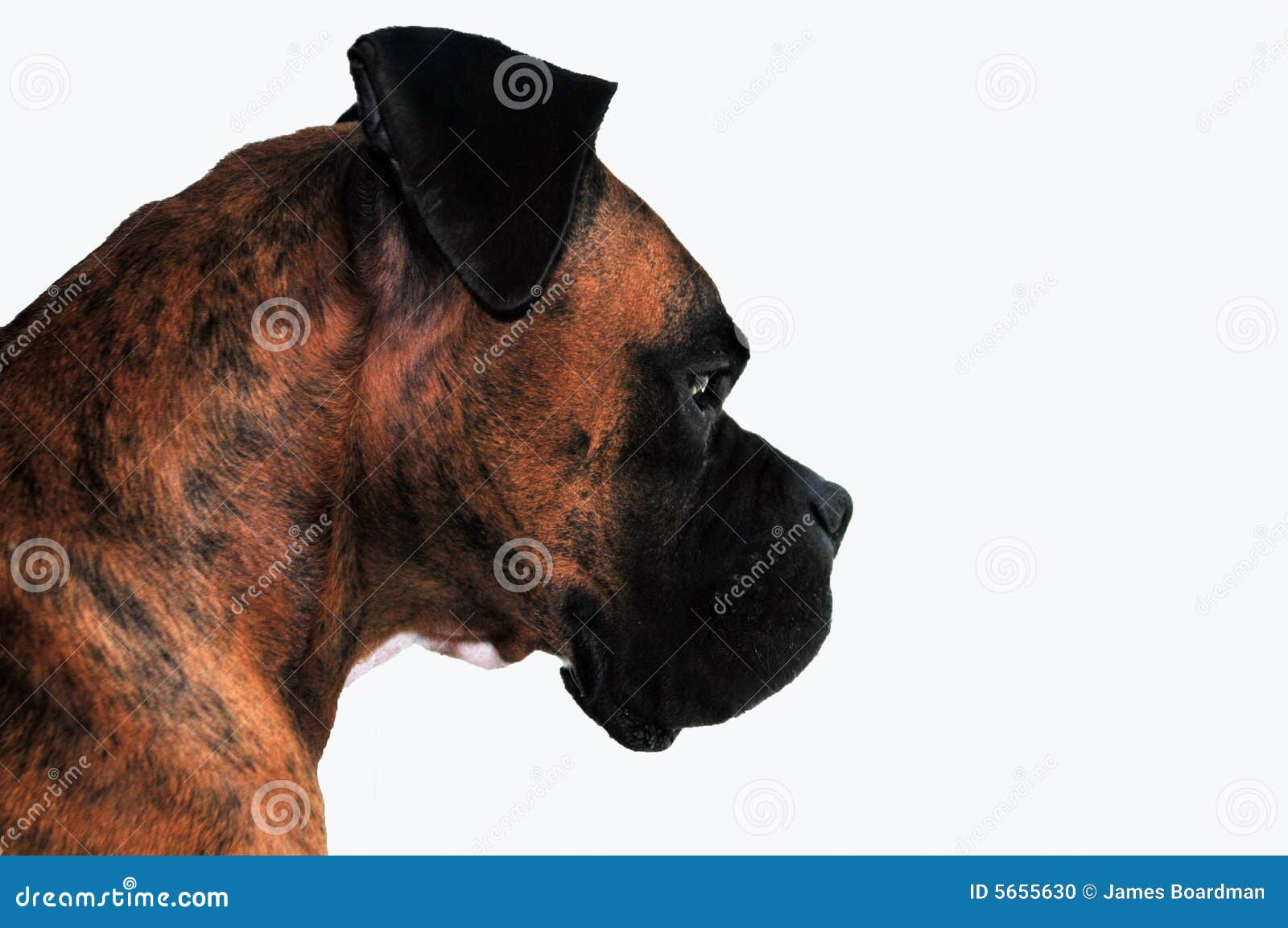Brindle boxer profile stock photo. Image of brindle, dogs - 5655630