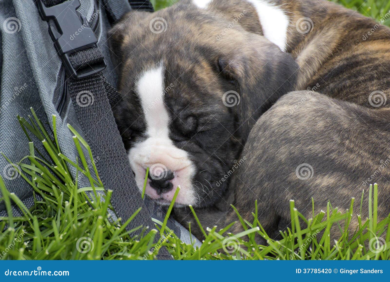Brindle Boxer Puppy Sleeping on Camera Bag Stock Photo - Image of space ...