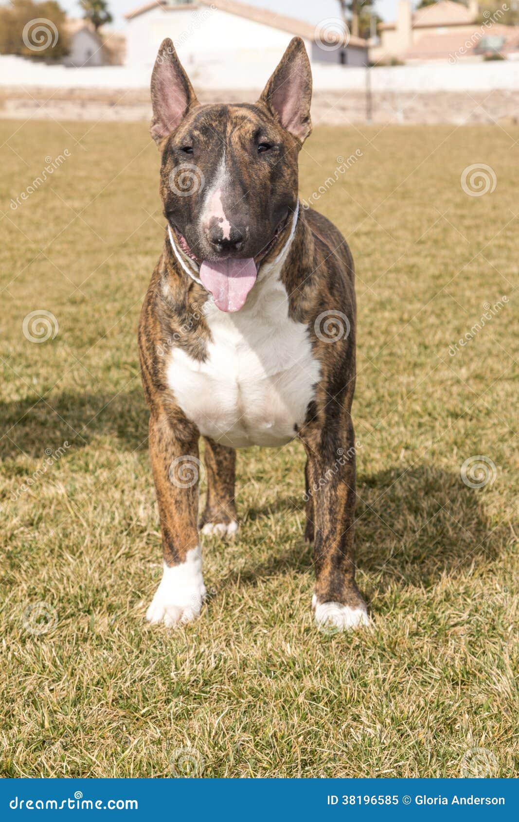 2,270 Brindle Bull Stock Photos - Free & Royalty-Free Stock Photos from ...