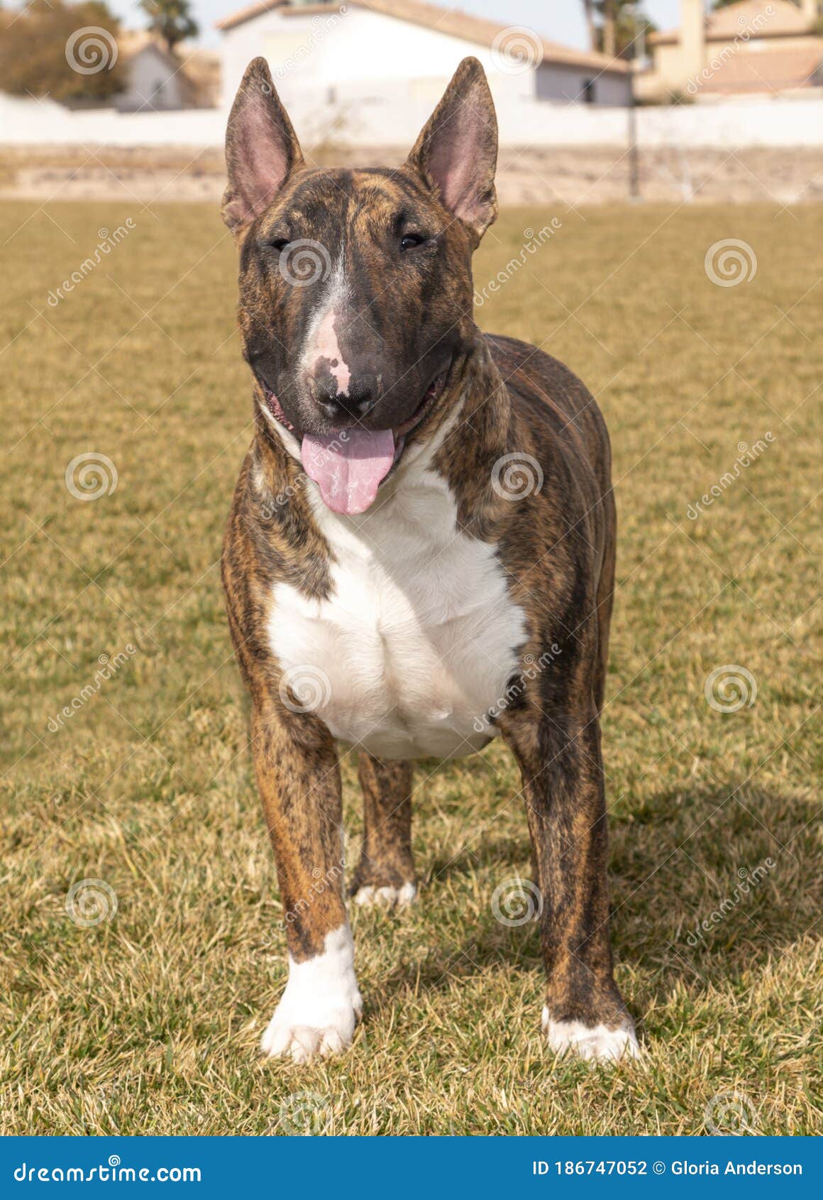 Brindle Bull Terrier Posing at the Park Stock Photo - Image of portrait ...