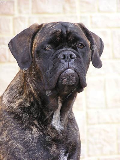 Brindle bullmastiff stock image. Image of mastiff, power - 3931639