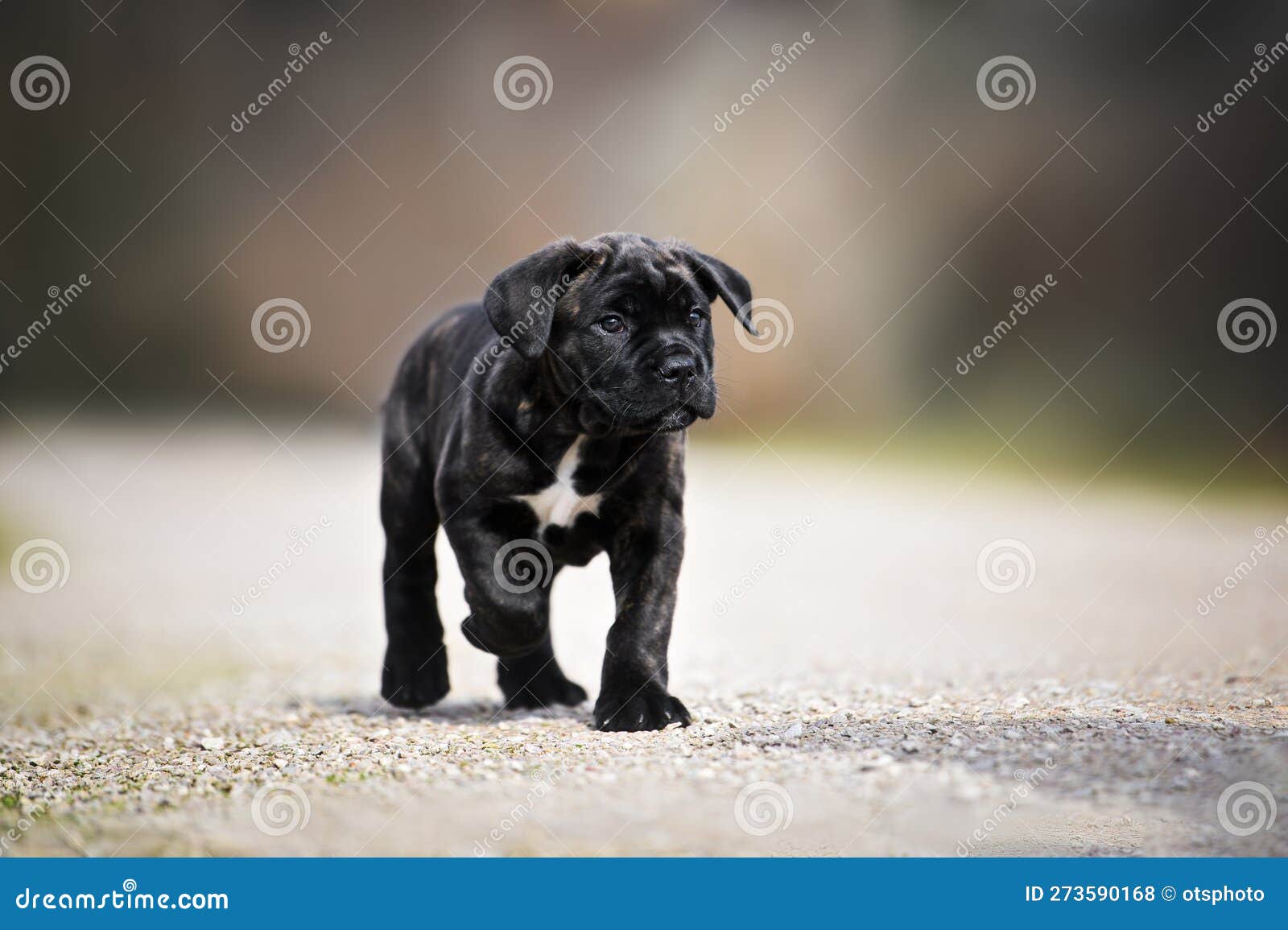 Brindle Cane Corso Puppy Walking Outdoors Stock Photo - Image of sweet ...