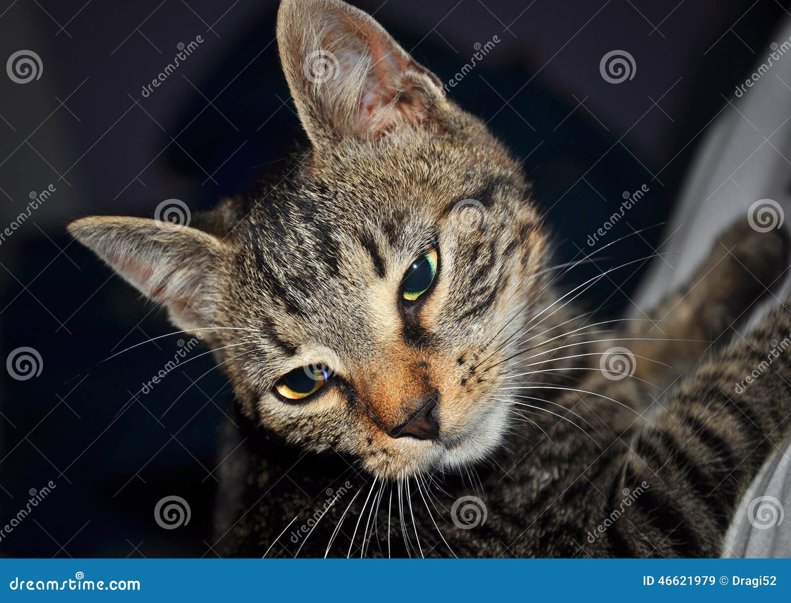 Brindle Cat Resting and Posing Stock Image - Image of funny, look: 46621979