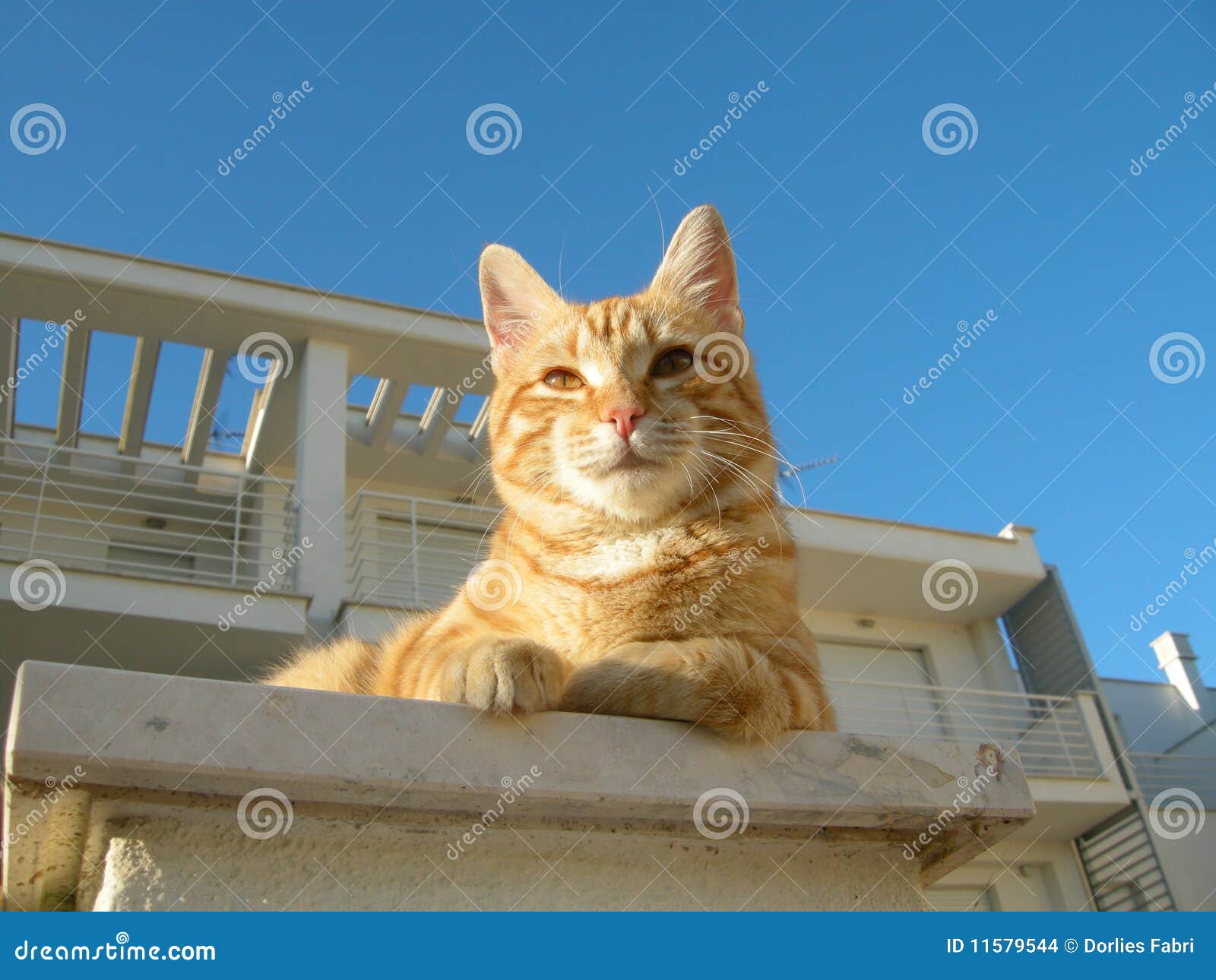 Brindle colored cat stock photo. Image of closeup, outdoors - 11579544