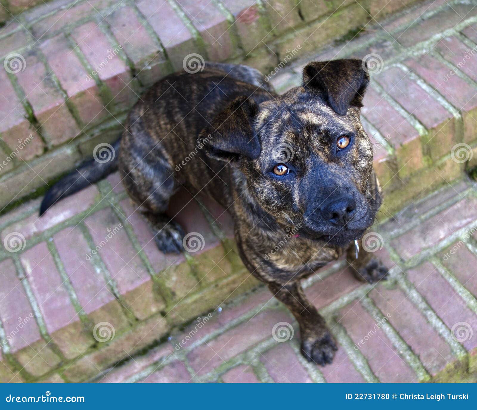A Brindle dog stock photo. Image of eyes, yellow, brindle - 22731780
