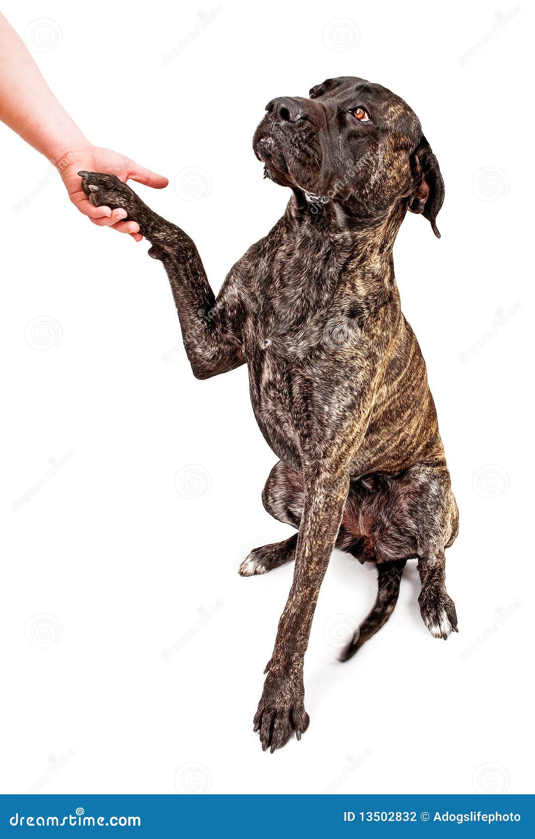 Brindle Mastiff Dog Shaking Hands Stock Photo - Image of purebreed ...