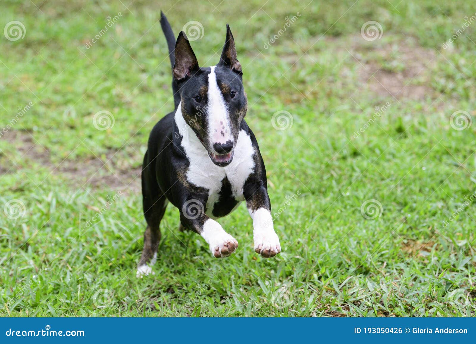 Brindle Mini Bull Terrier Running in the Grass Stock Photo - Image of ...