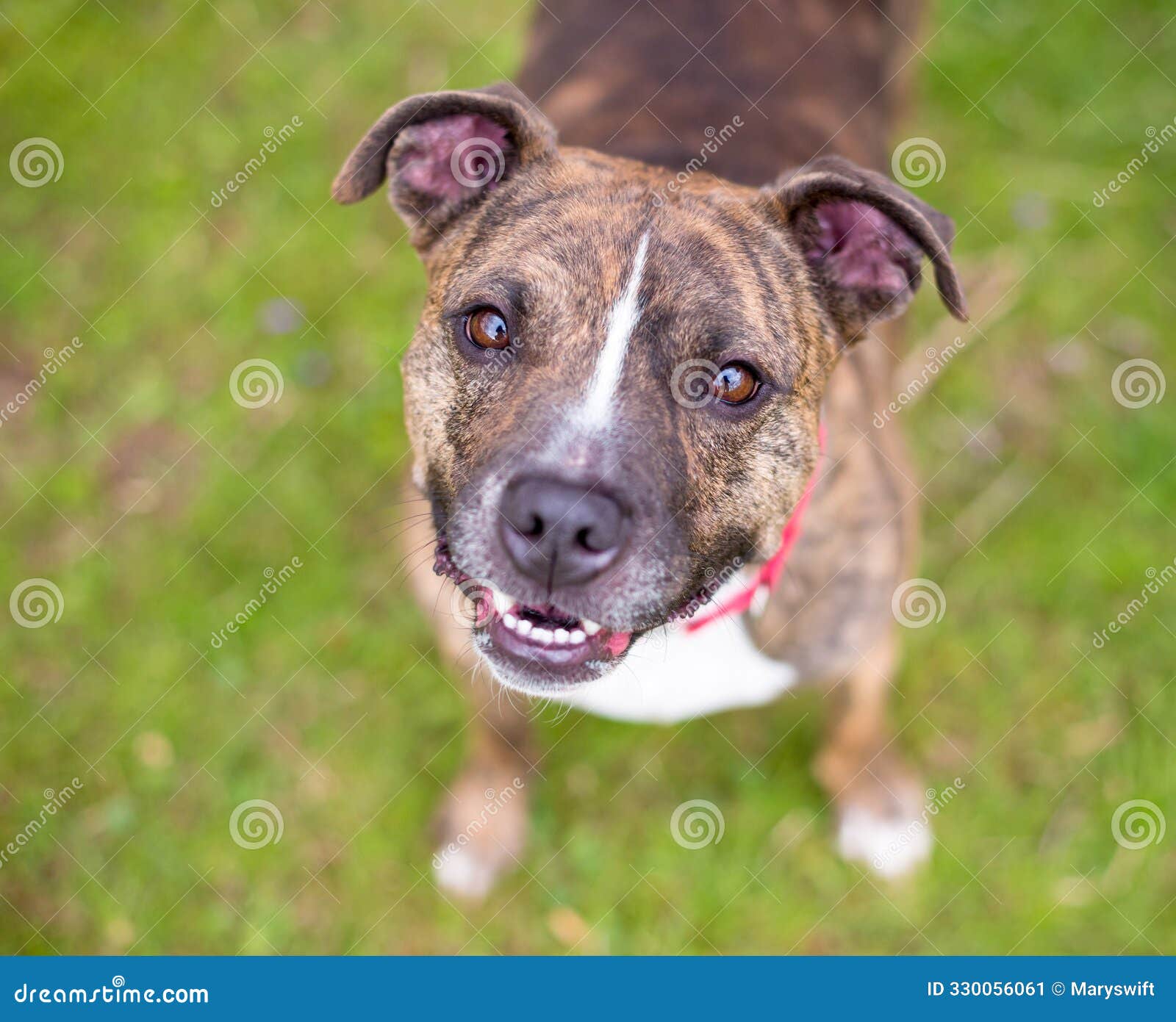 A Brindle Pit Bull Terrier Mixed Breed Dog with a Happy Expression ...