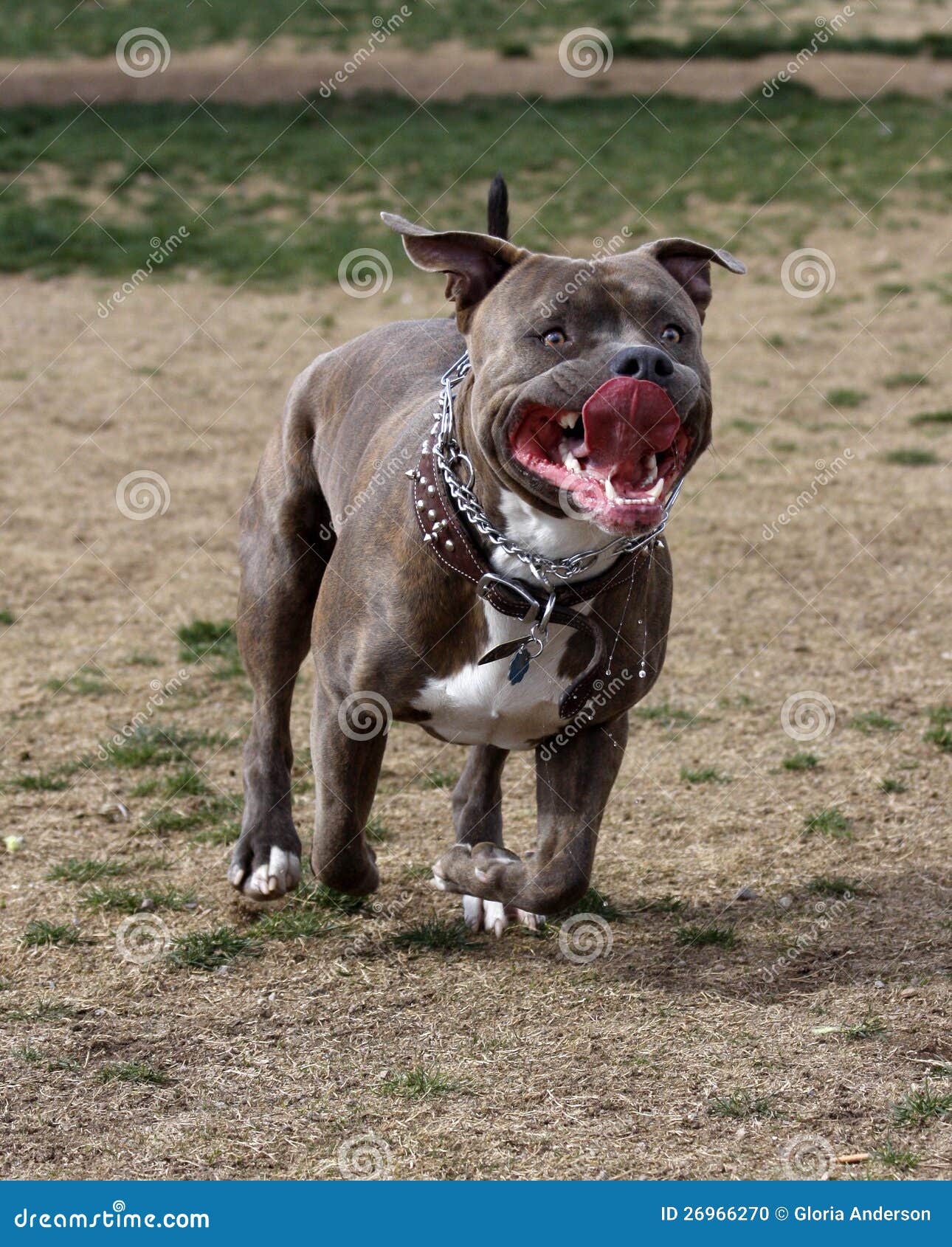 Brindle Pitbull Running at the Park Stock Photo - Image of outdoor ...