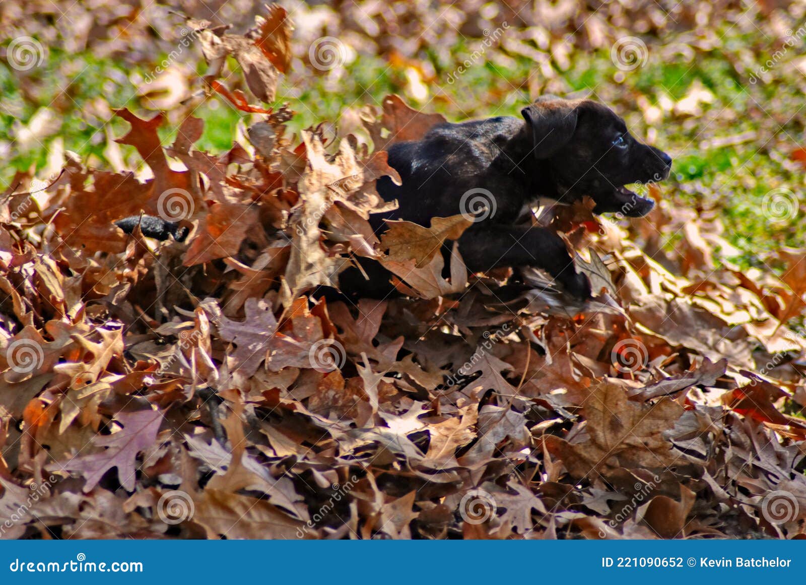 Puppy Exploding Stock Photos - Free & Royalty-Free Stock Photos from ...