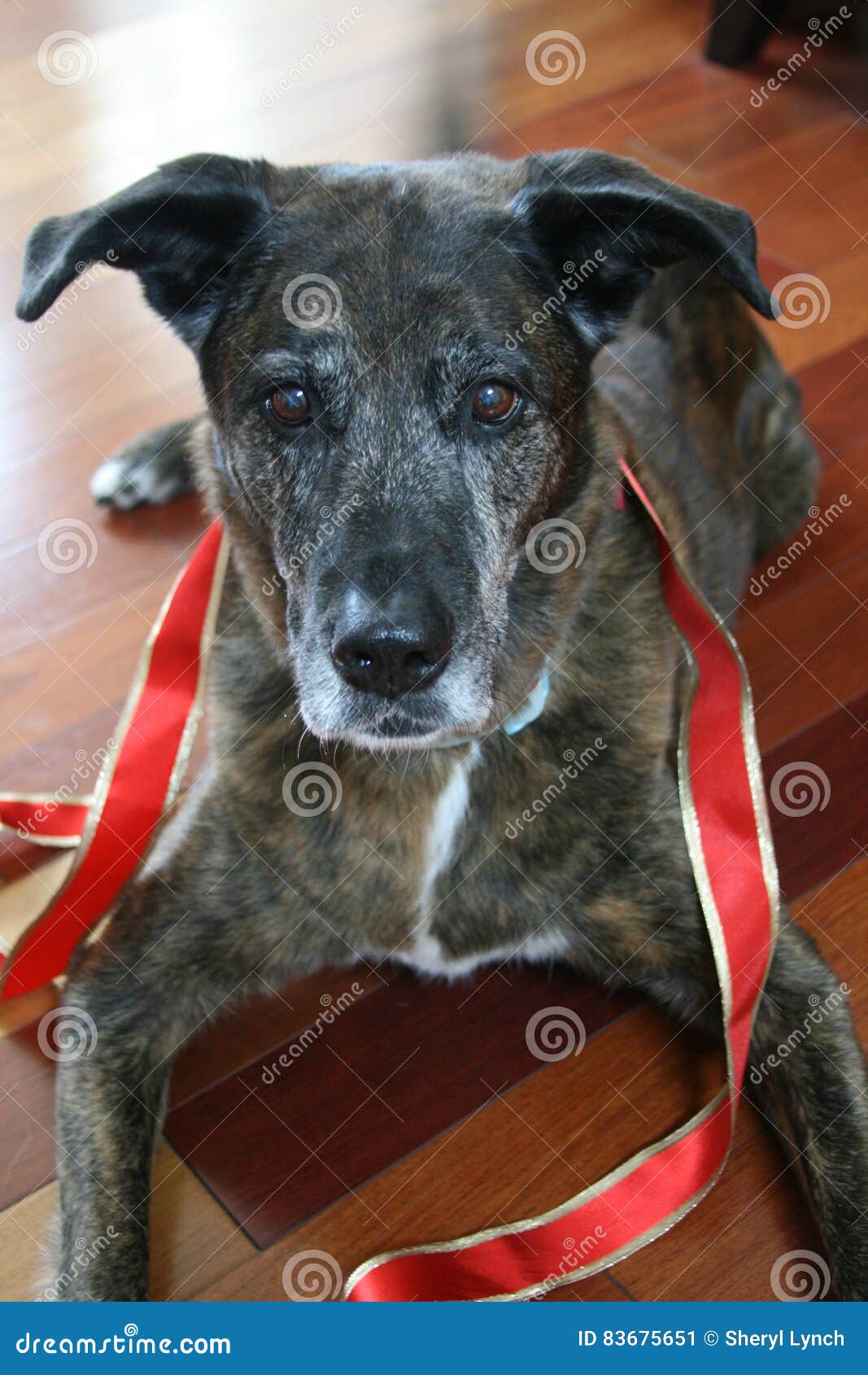 Brindle Shepherd with Red and Gold Ribbon Stock Image - Image of canine ...