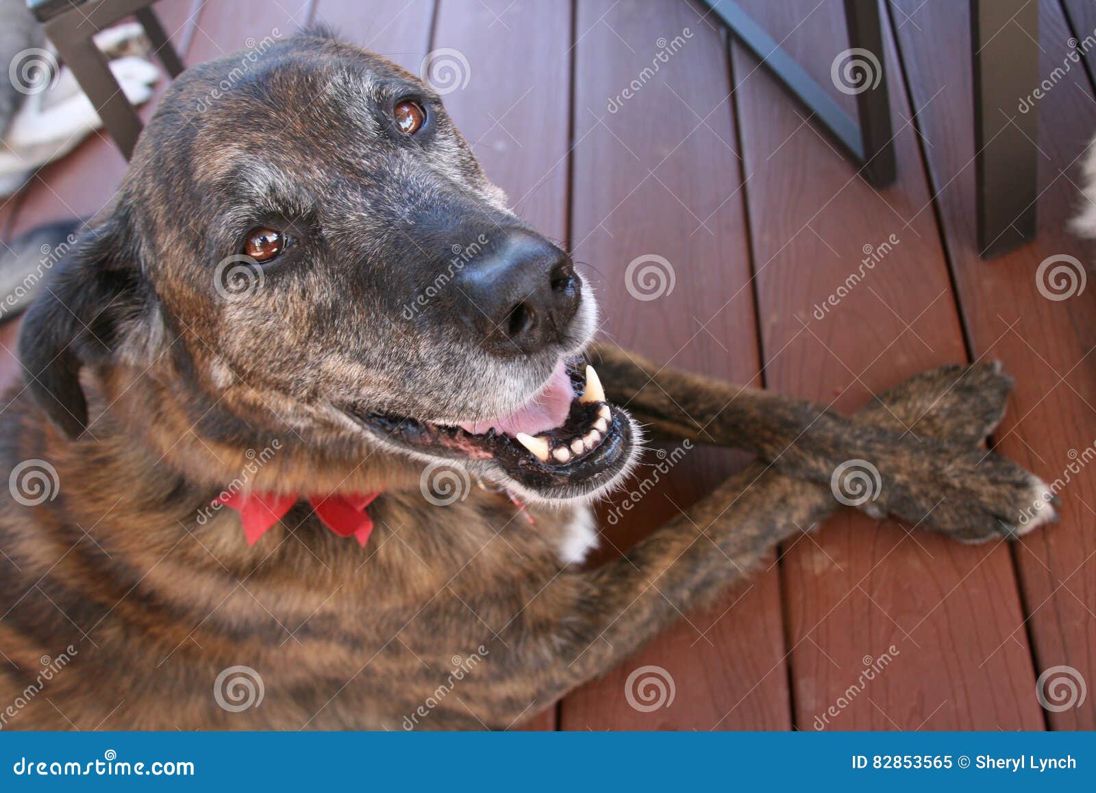 Brindle Shepherd Relaxing on Deck Stock Image - Image of canine ...