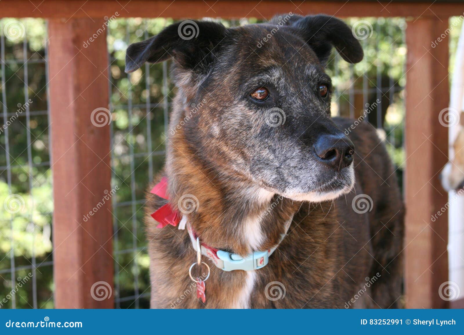Brindle Shepherd Standing on Deck Stock Image - Image of standing ...