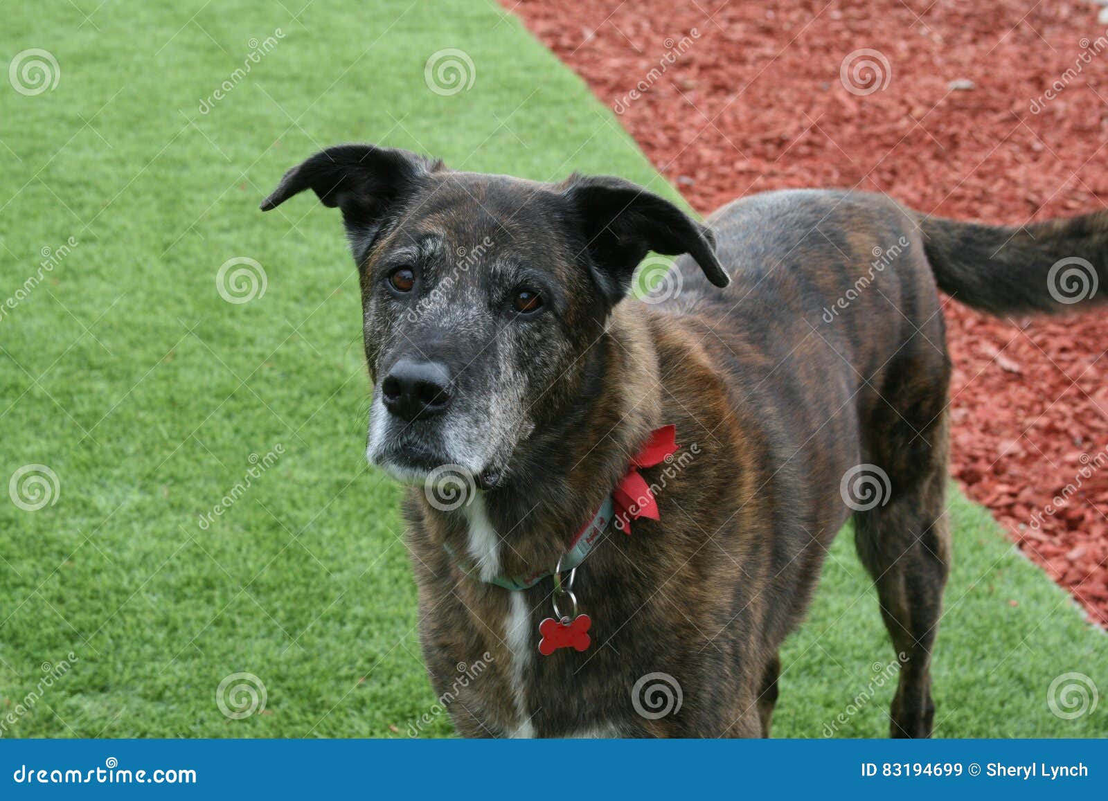 Brindle Shepherd Standing in Lawn Stock Image - Image of brindle, brown ...