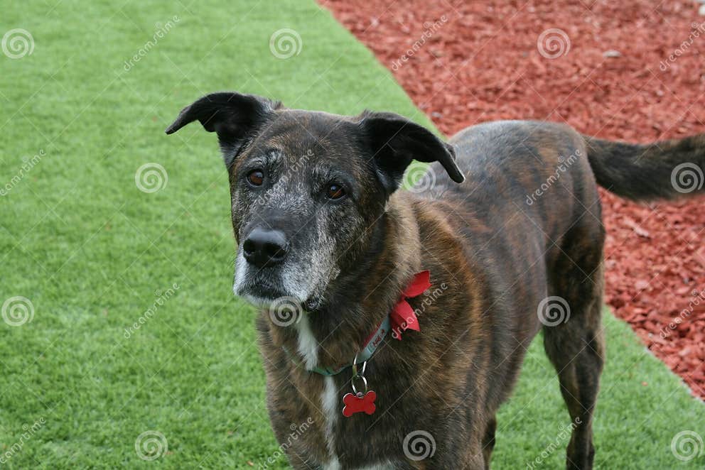 Brindle Shepherd Standing in Lawn Stock Image - Image of brindle, brown ...