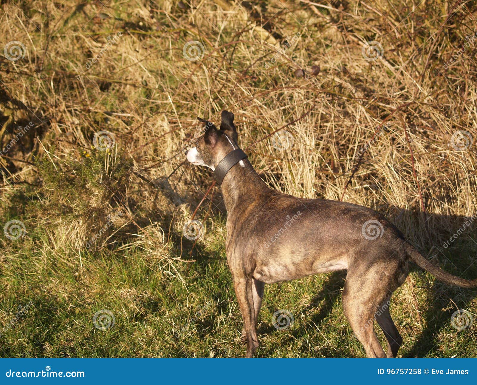 Brindle Whippet stock photo. Image of running, field - 96757258