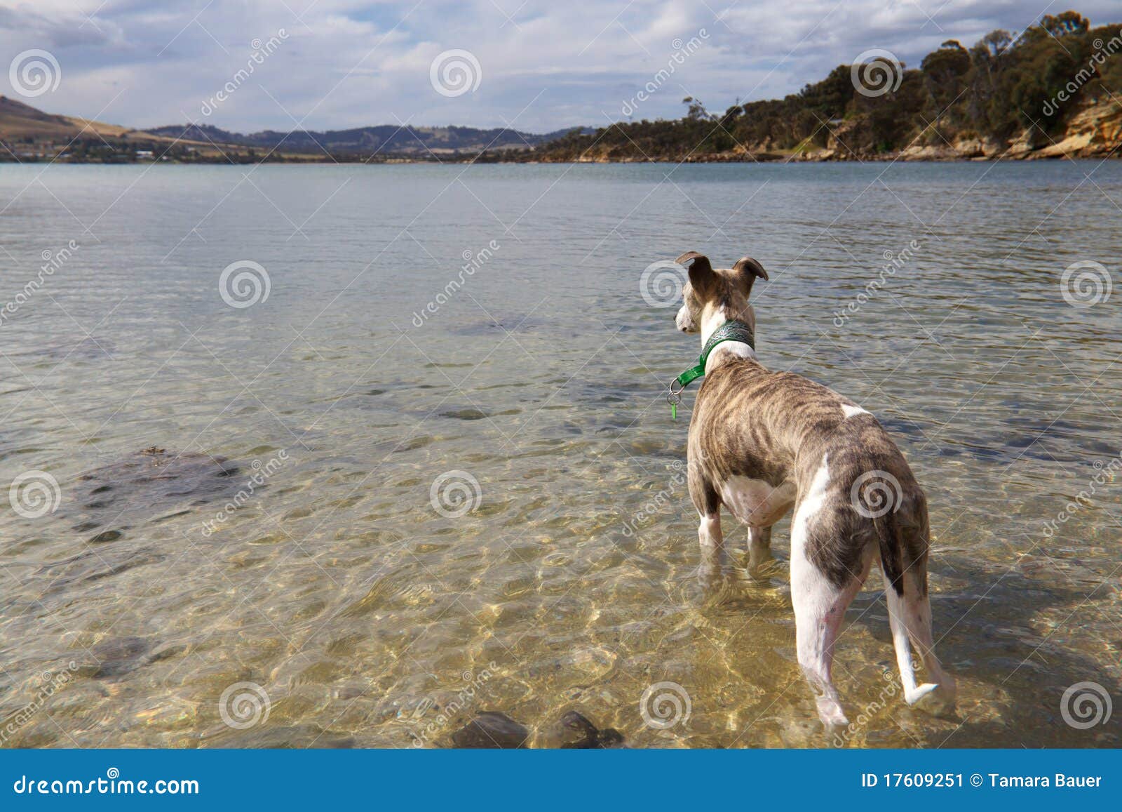 Brindle and White Whippet in Ocean Stock Image - Image of ocean, water ...