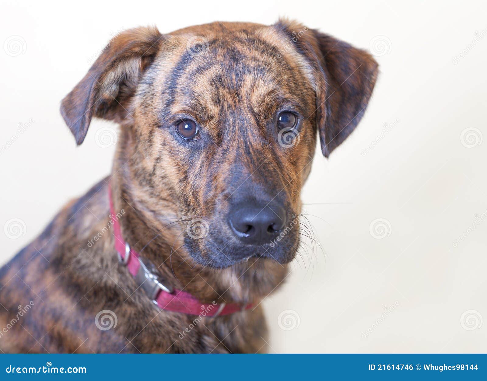 Brindled hound with a bone stock photo. Image of puppy - 21614746