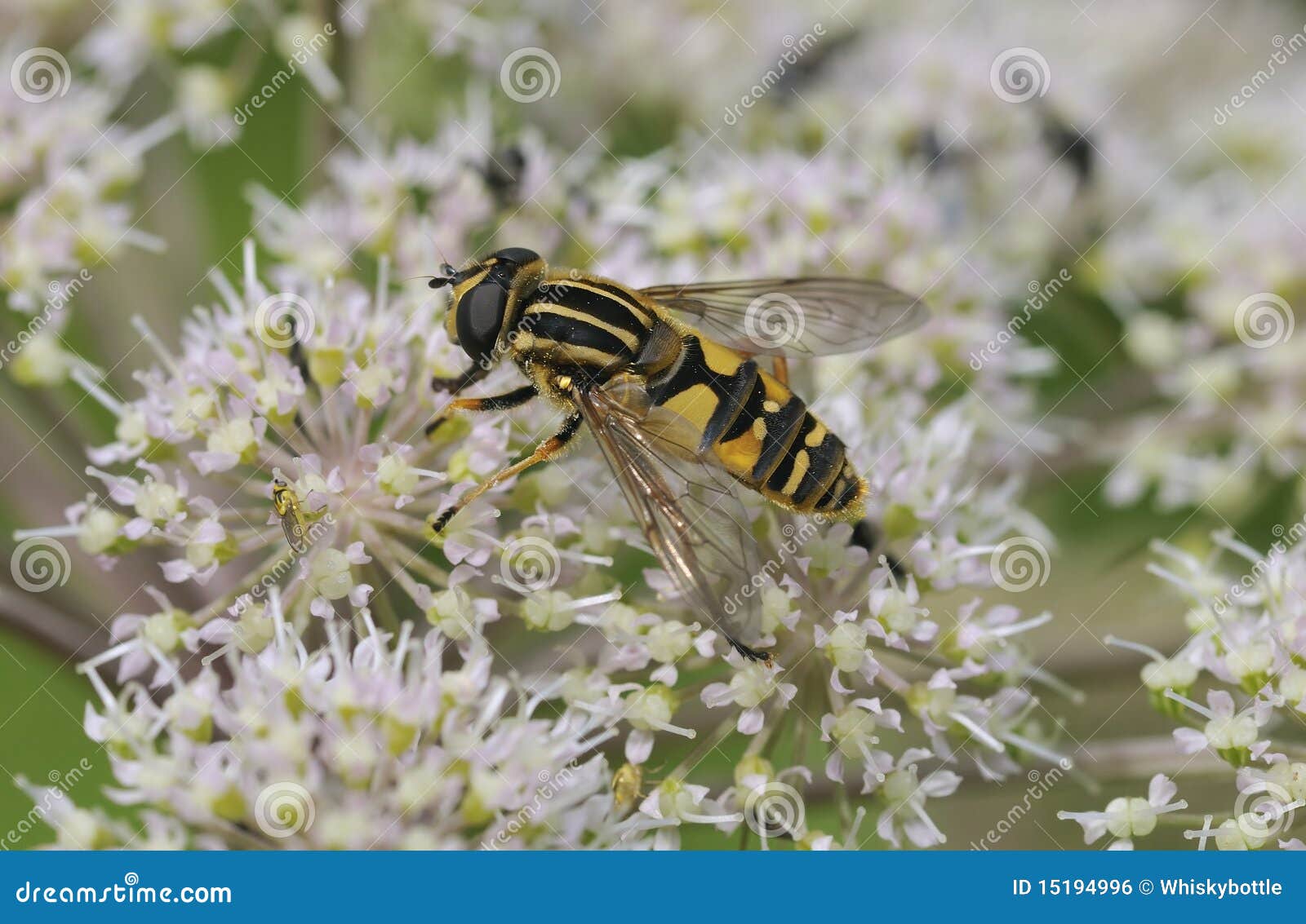 Brindled Hoverfly or Sunfly Stock Photo - Image of gloucestershire ...