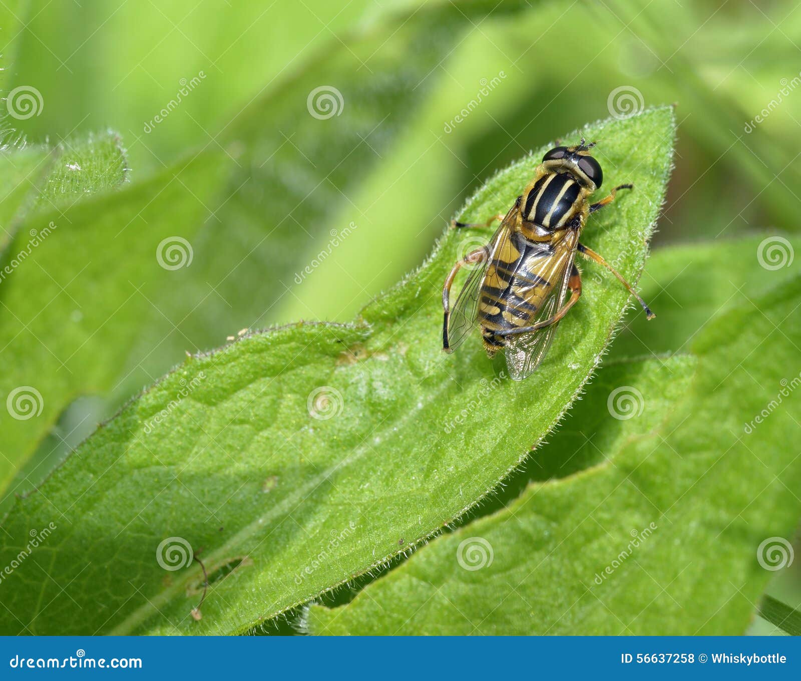 Brindled Hoverfly or Sunfly Stock Photo - Image of wild, mimic: 56637258