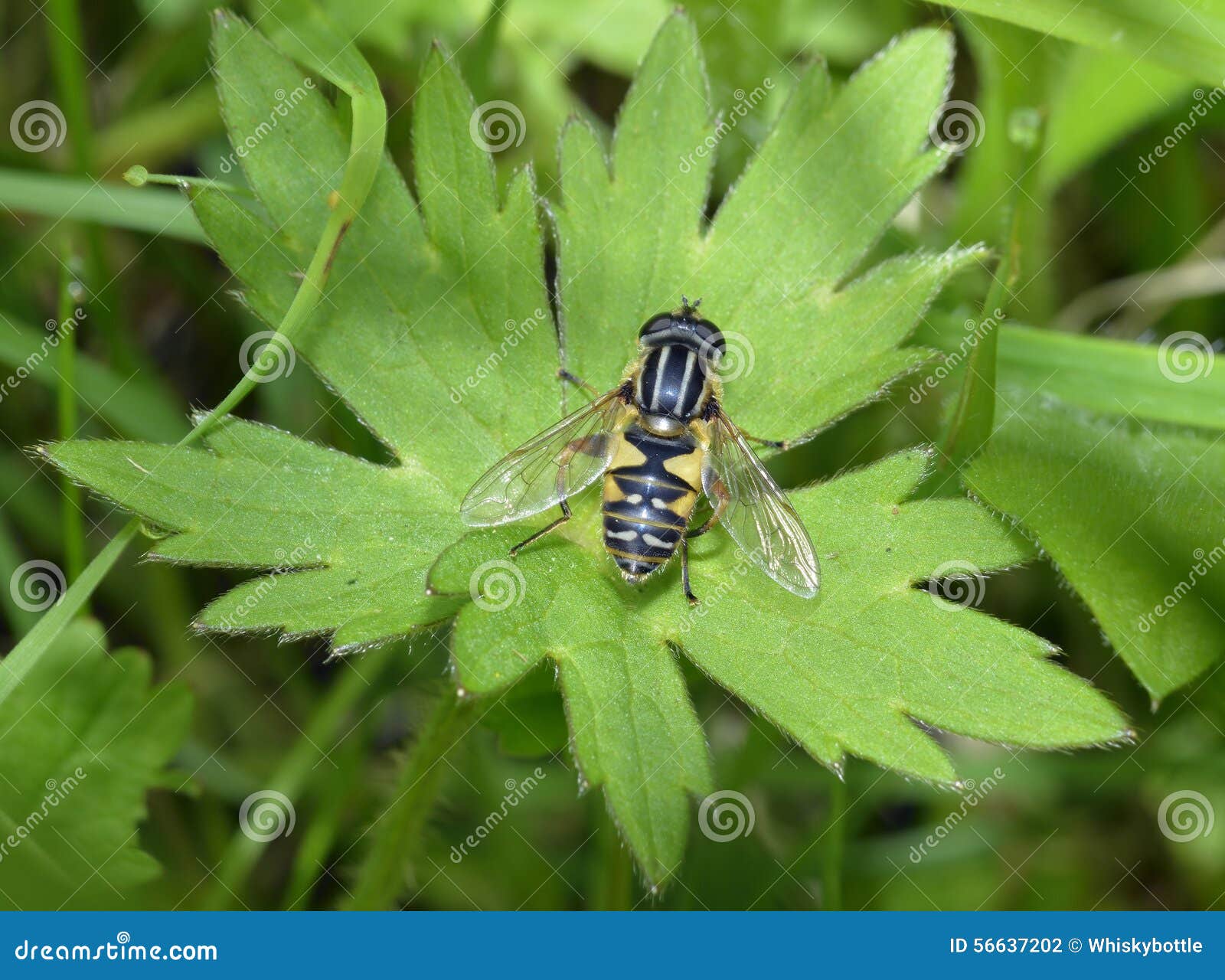 Brindled Hoverfly or Sunfly Stock Photo - Image of wildlife, horizontal ...