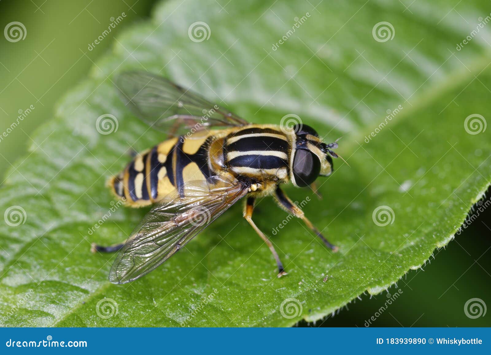 Brindled Hoverfly or Sunfly Stock Photo - Image of black, eyes: 183939890