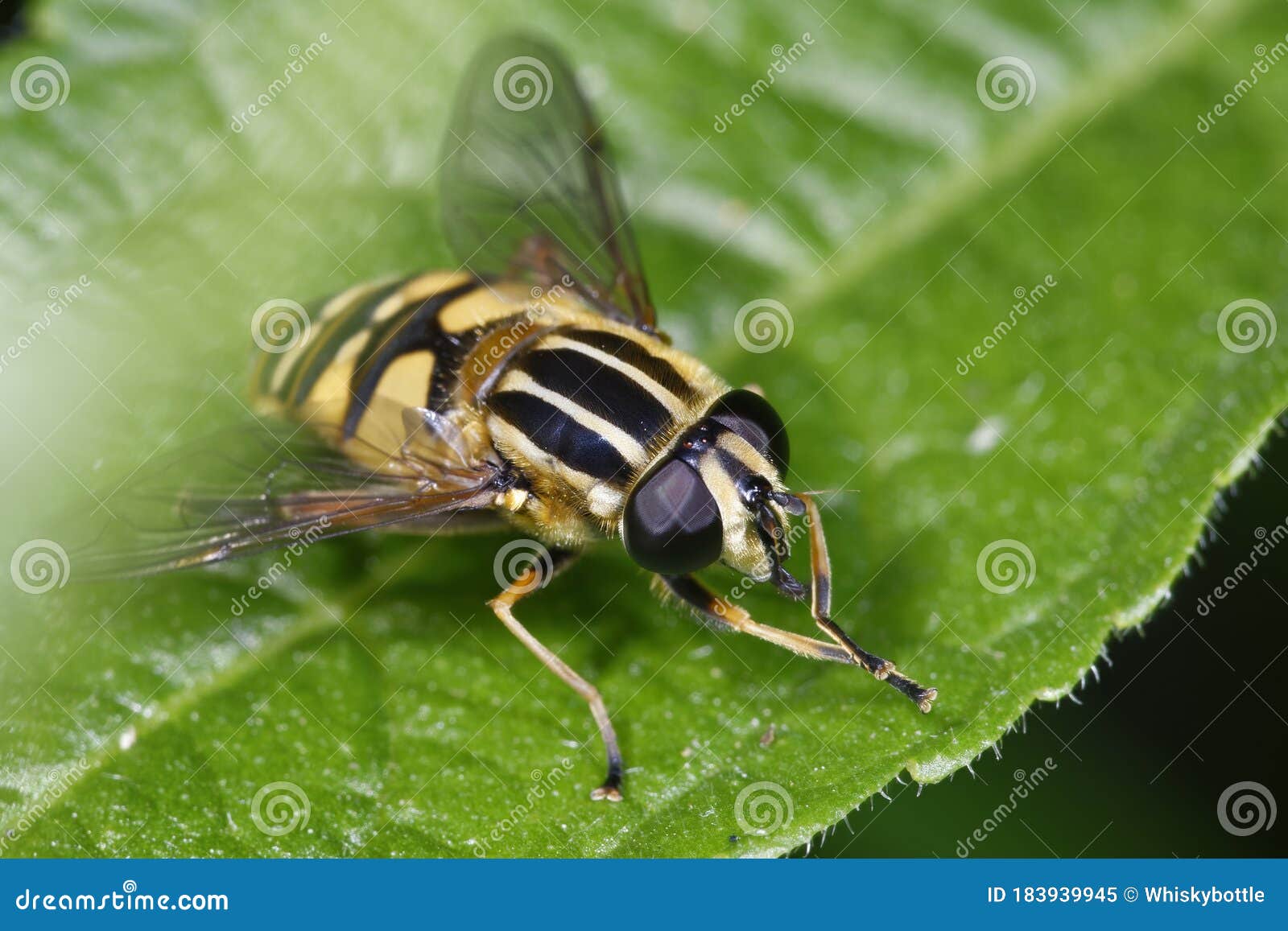 Brindled Hoverfly or Sunfly Stock Image - Image of orange, landscape ...