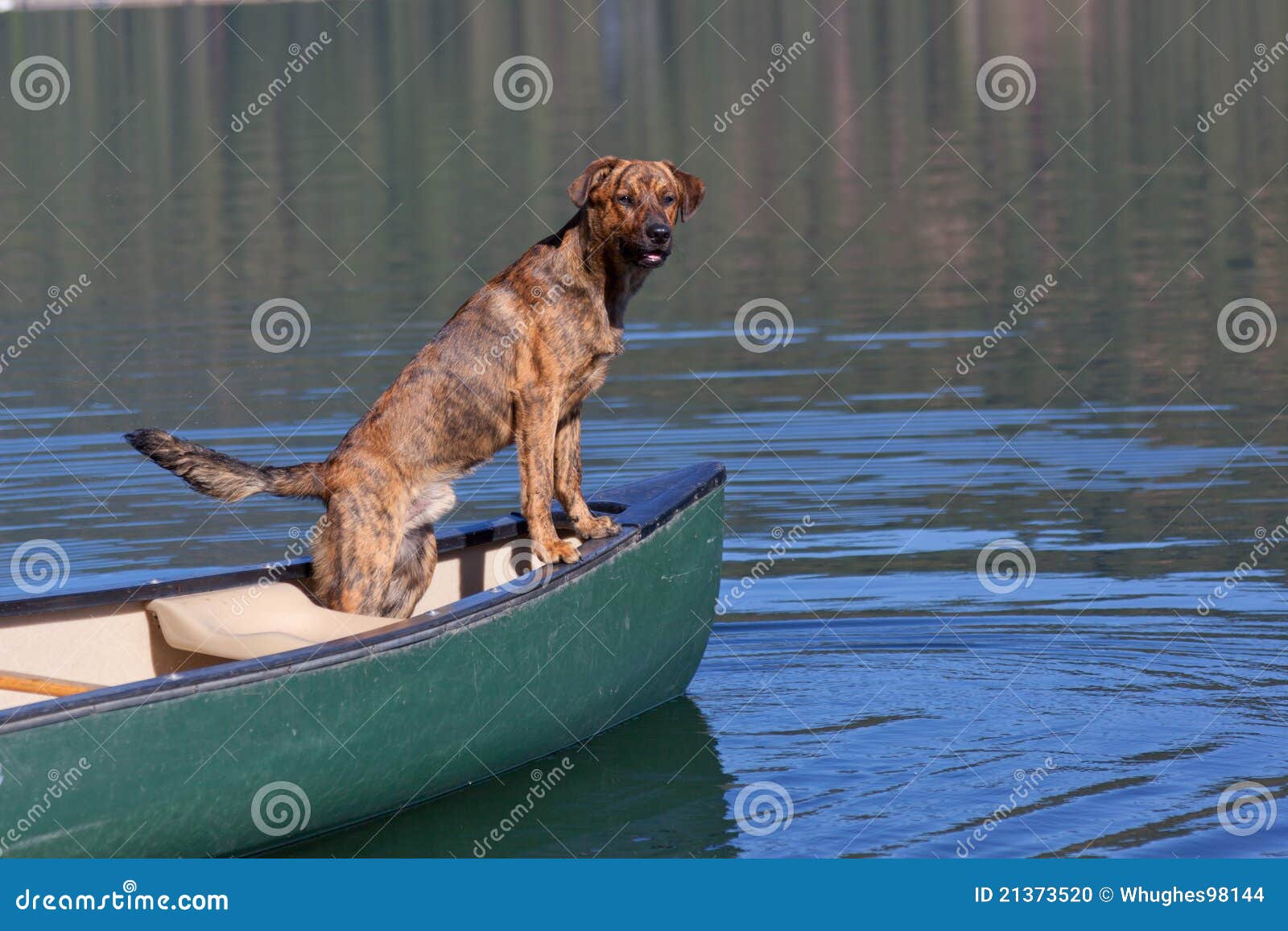 A Brindled Plott Hound on a Boat Stock Photo - Image of lake, full ...