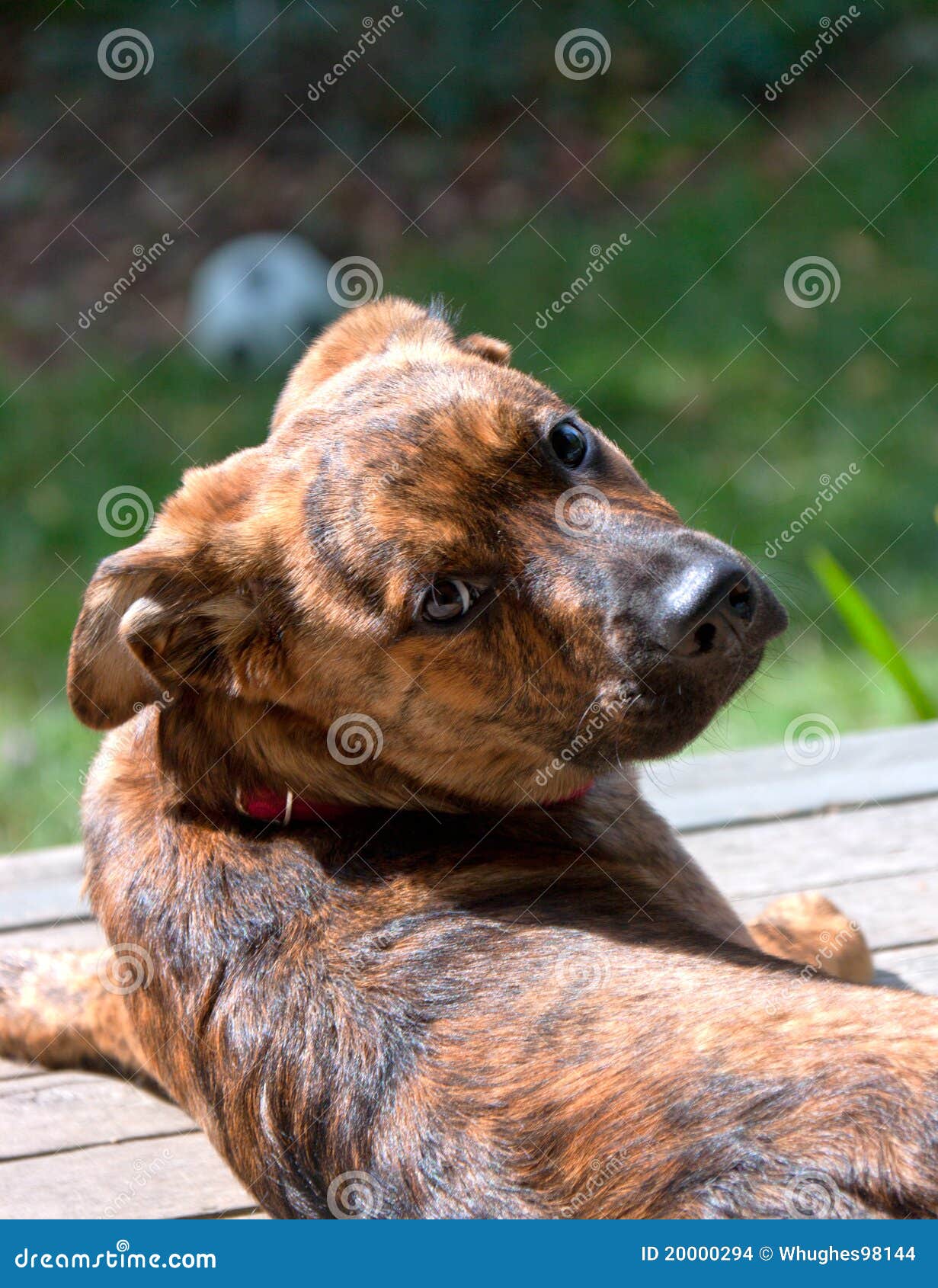 Brindled Plott hound puppy stock photo. Image of look - 20000294