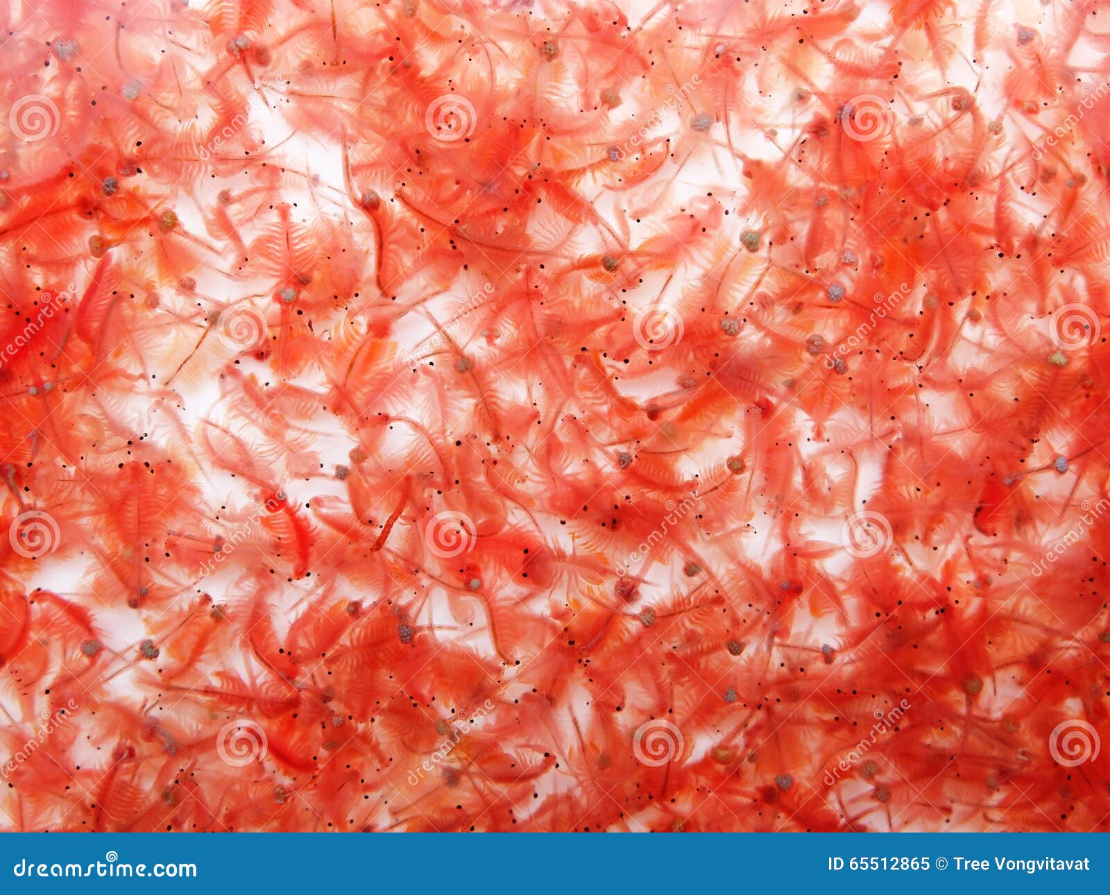 Brine shrimp / Artemia stock image. Image of brine, colorful - 65512865