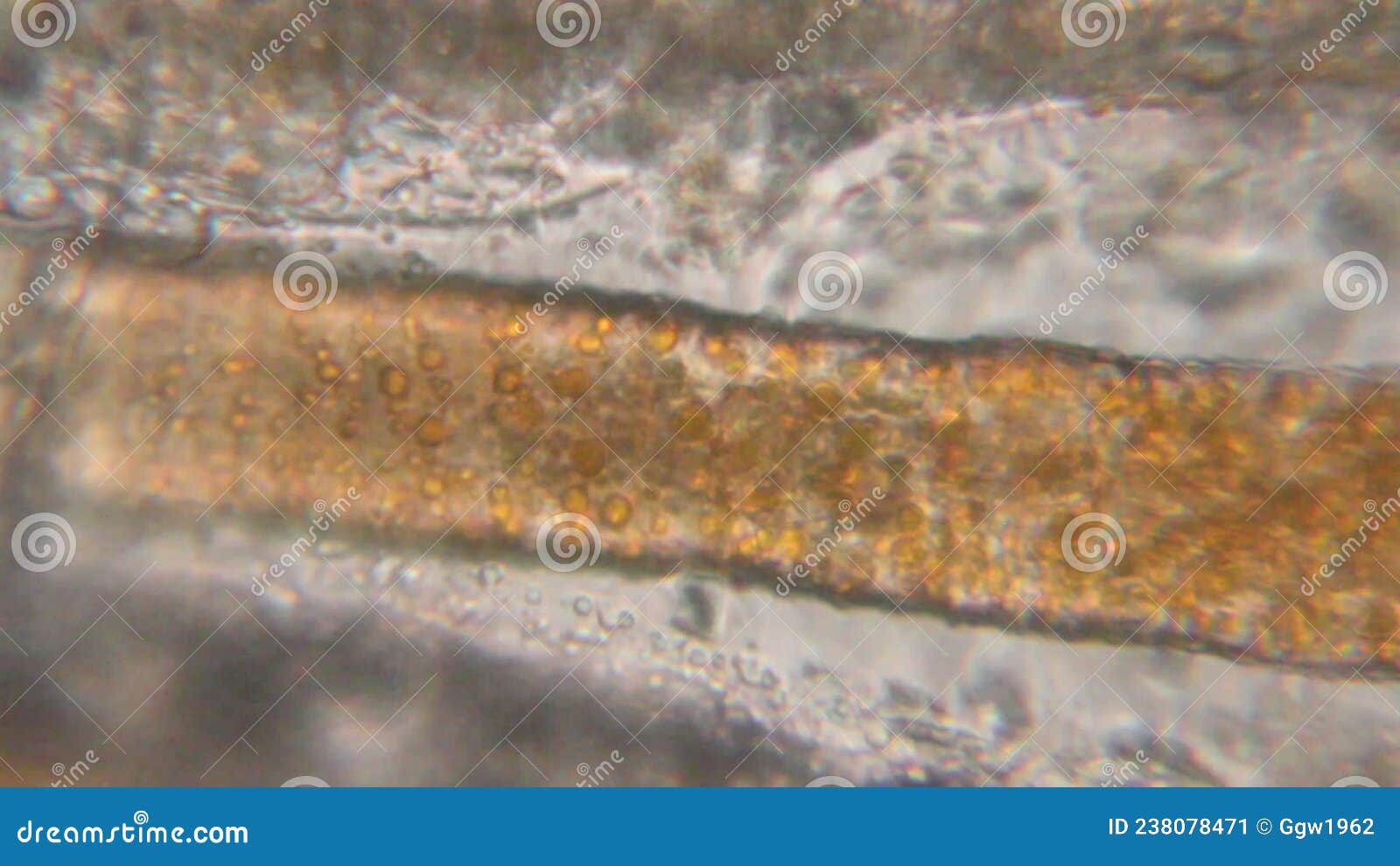 Brine shrimp stock video. Video of biology, head, science - 238078471