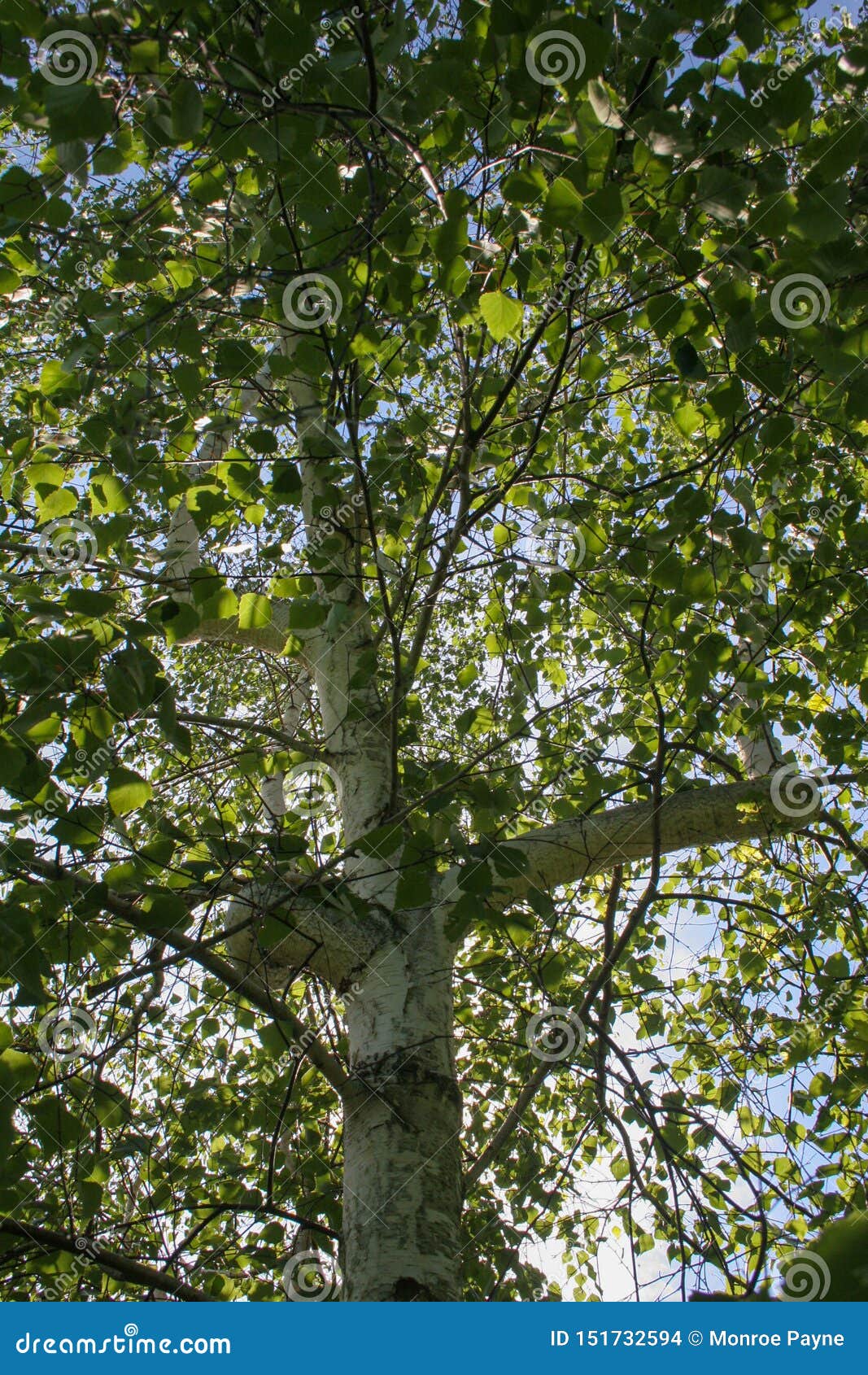White Birch Tree in Summer stock photo. Image of tree - 151732594