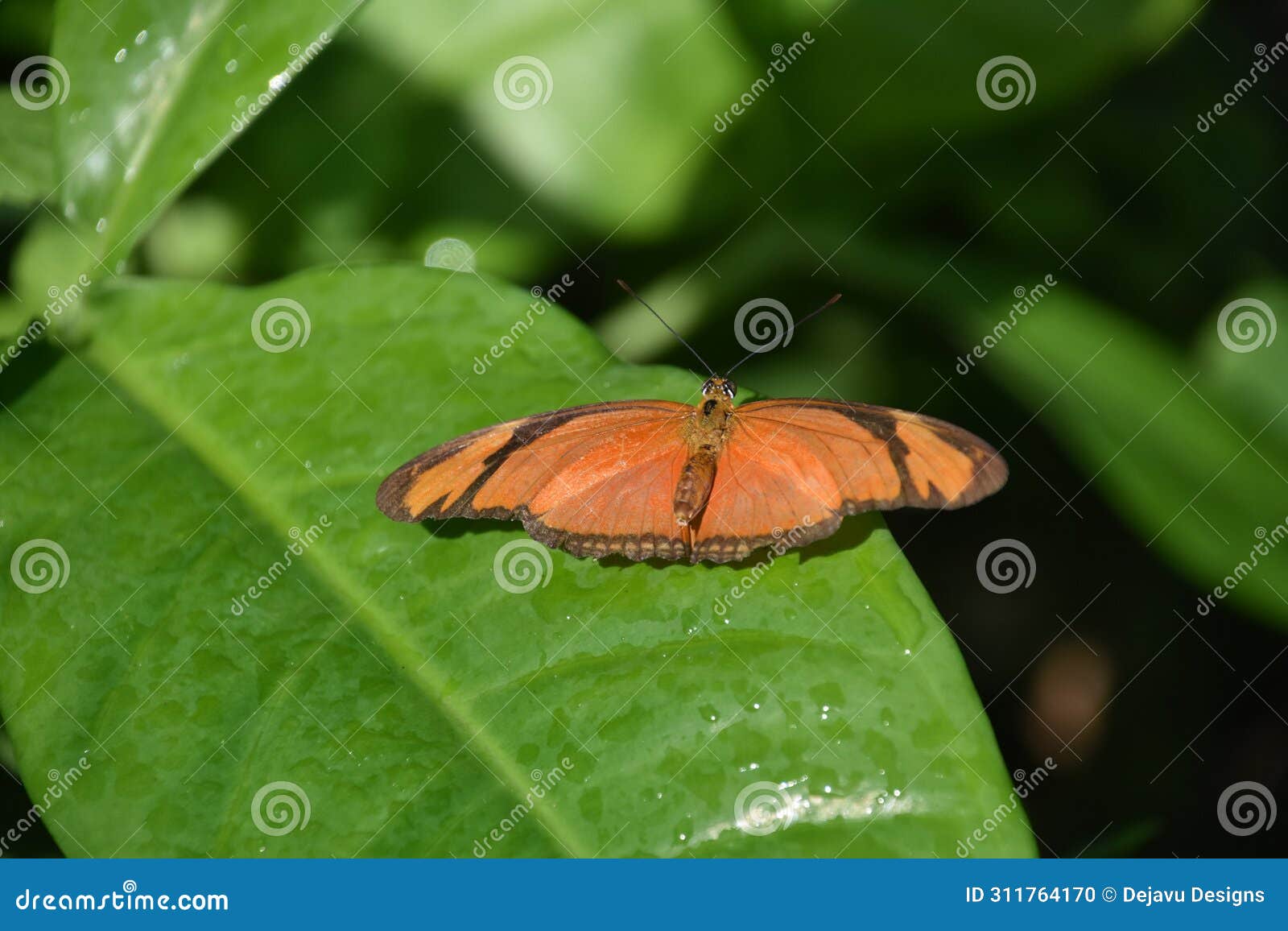 Bring Spread Wide Open on a Flame Butterfly Stock Photo - Image of ...