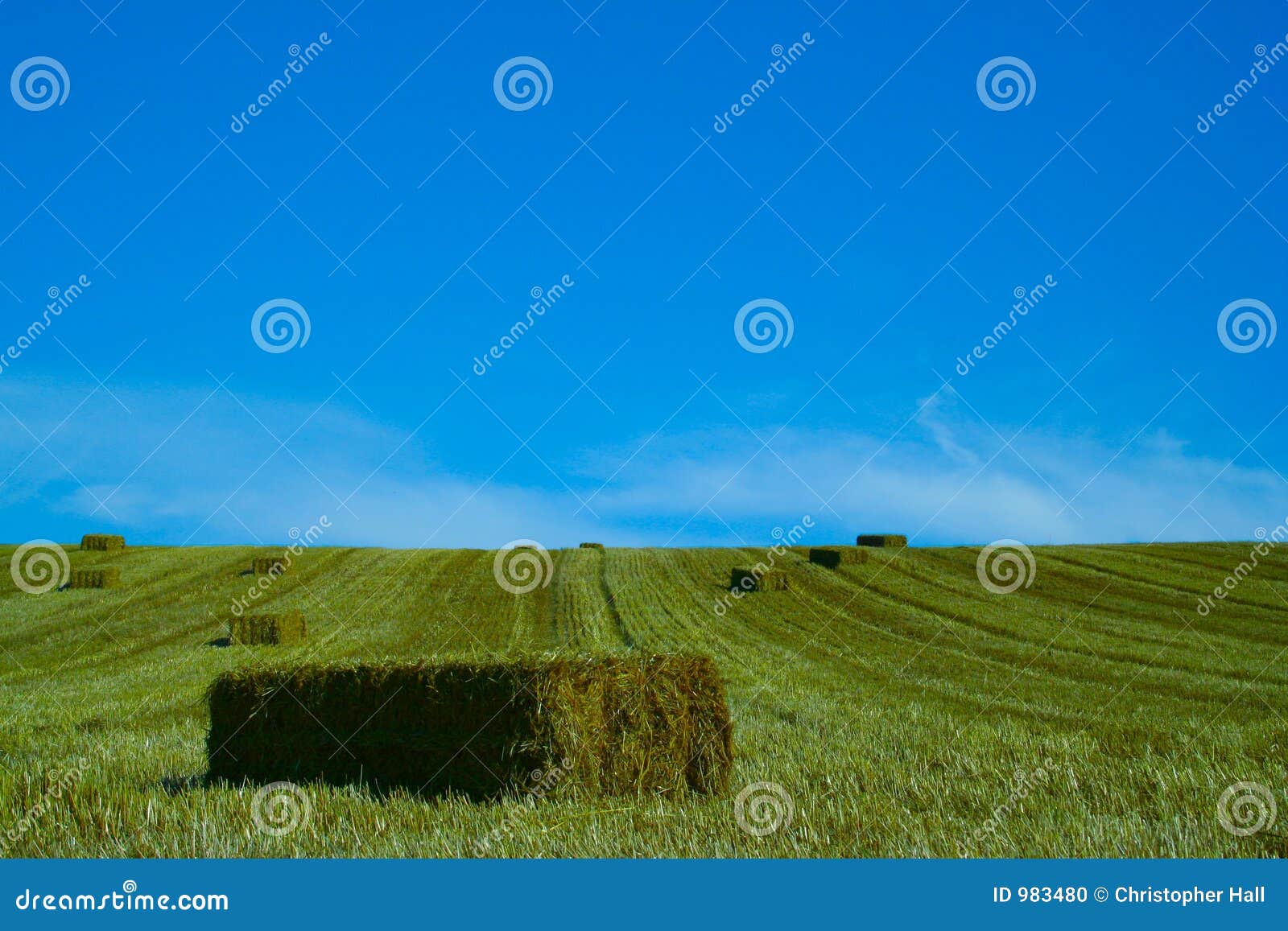 Bring in the straw stock photo. Image of blue, kernel, cereals - 983480