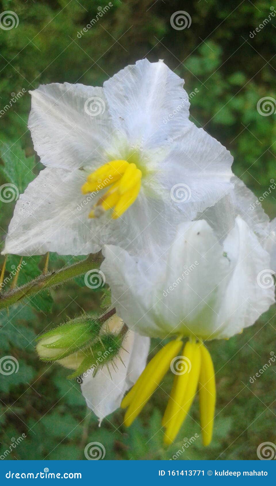 Bringel Flower in India Village Pepule C Stock Image - Image of india ...