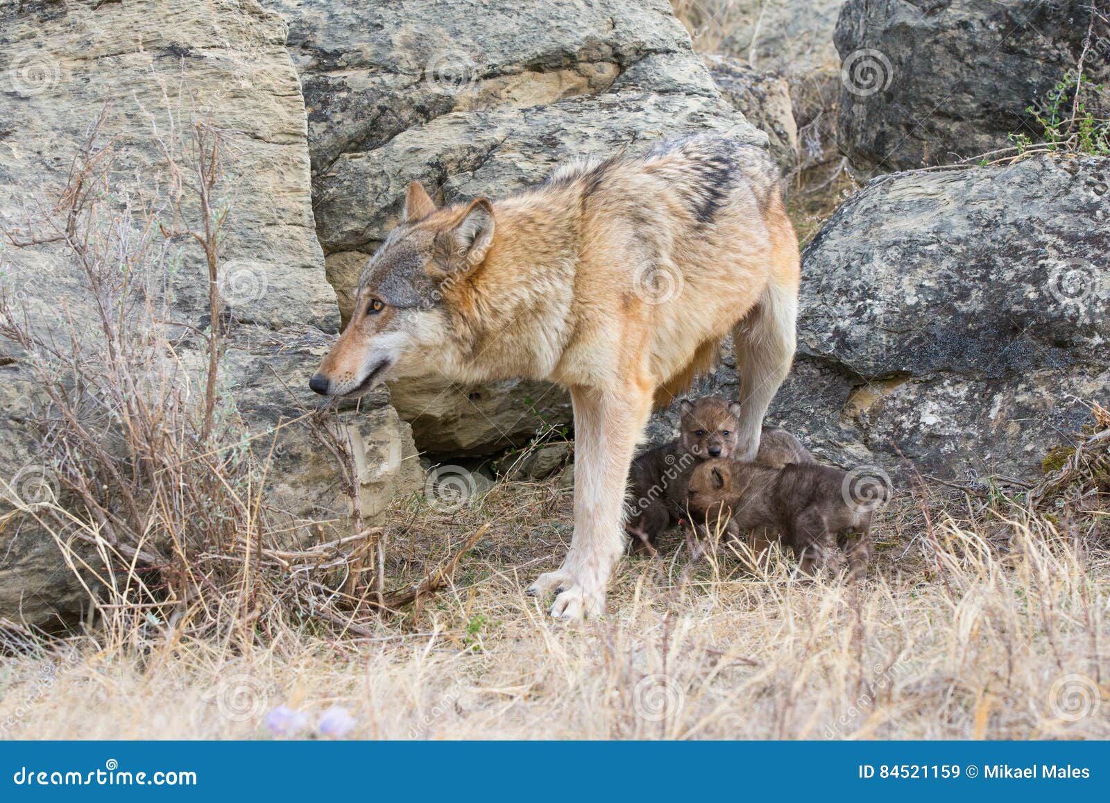 Bringing Back Wolf Pups into Den Stock Image - Image of wolf, pups ...