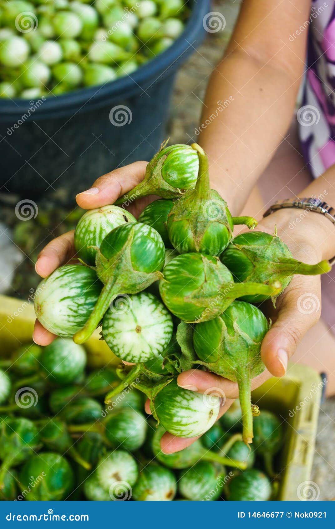 Brinjal stock image. Image of fresh, vitamins, delicious - 14646677