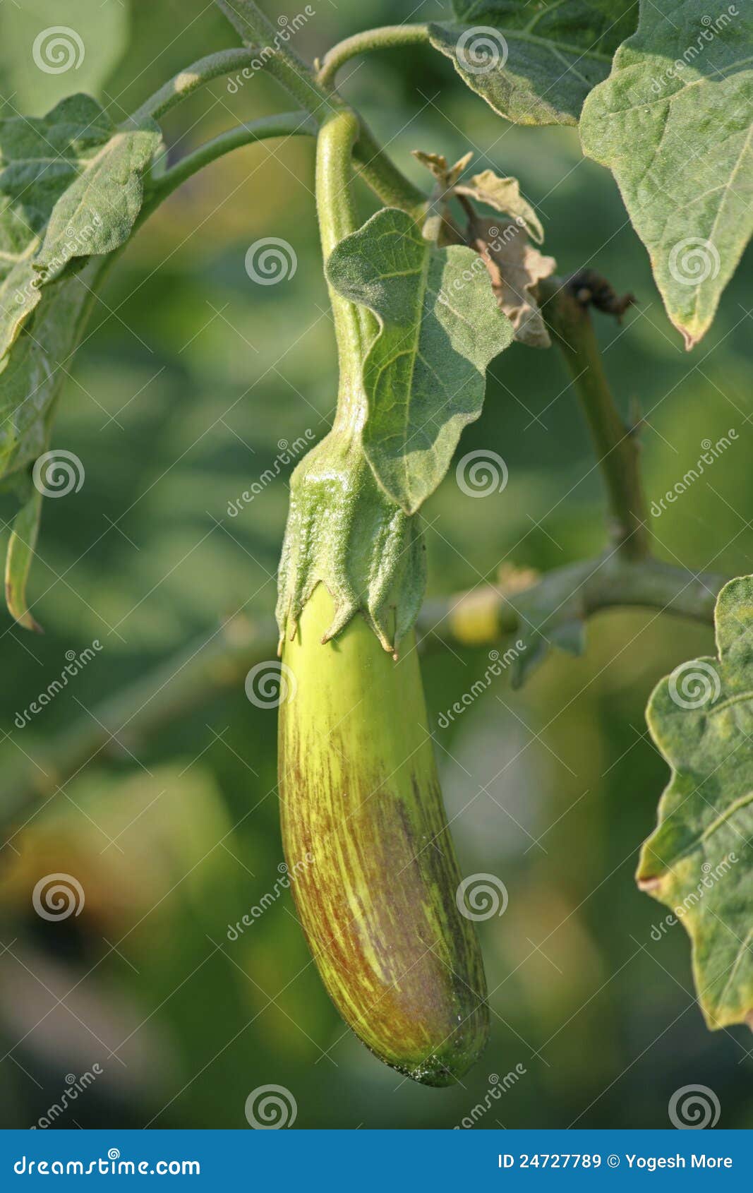 Brinjal stock image. Image of bushy, health, cultivation - 24727789