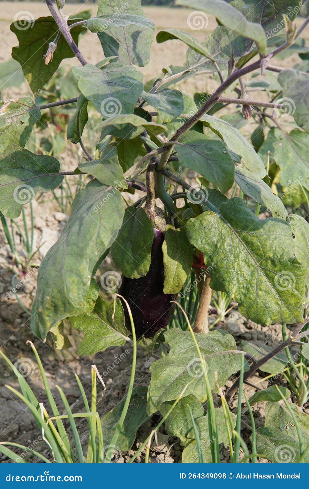 Brinjal or eggplant trees stock photo. Image of garden - 264349098