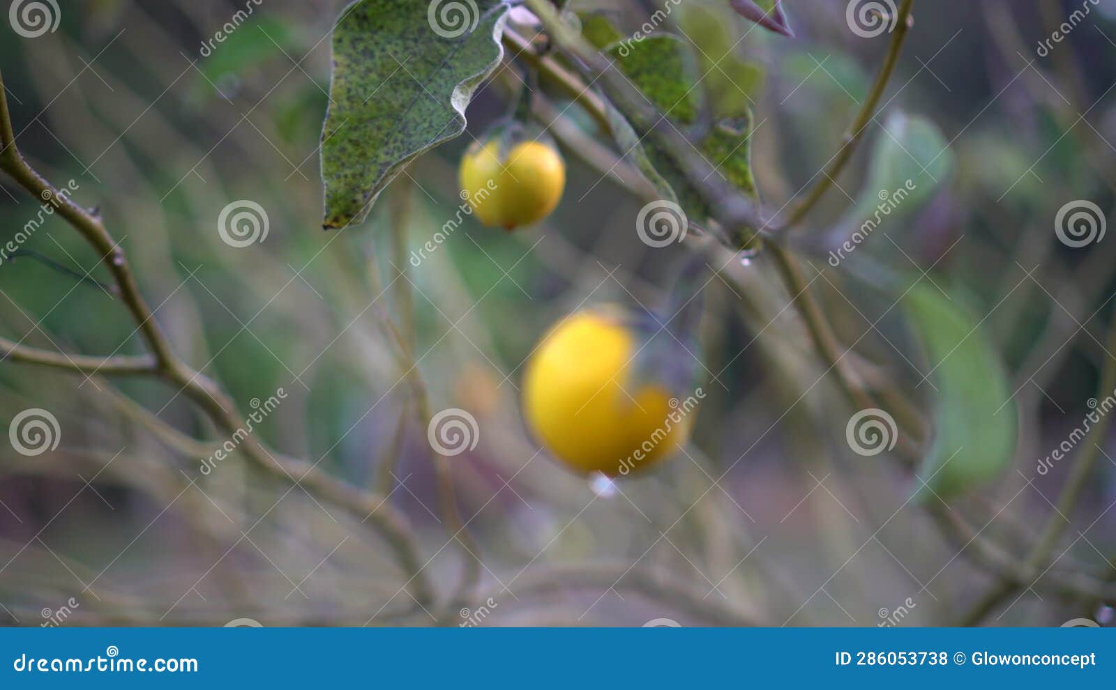 Brinjal Pea Eggplant Growing on Tree in a Vegetable Farm Stock Footage ...