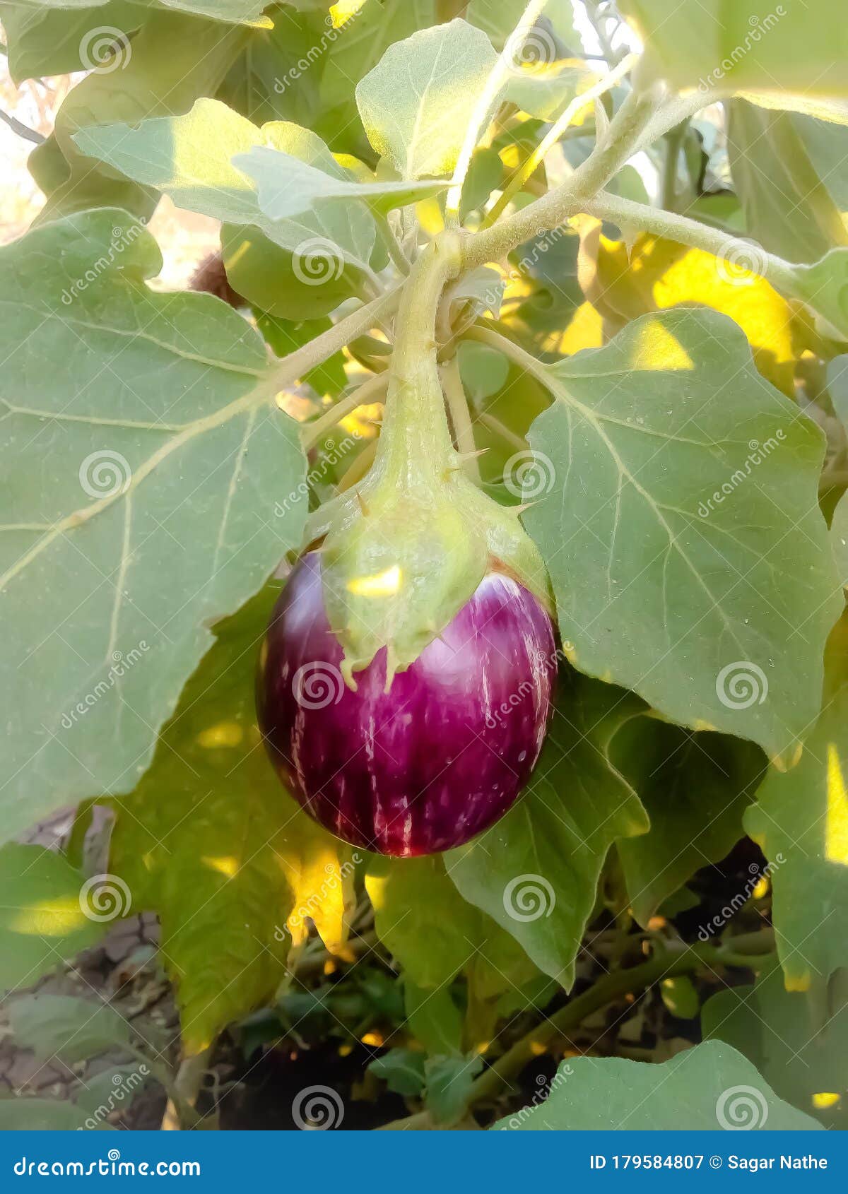 Brinjal Egg Plant Vankaya // Vegetables Royalty-Free Stock Photo ...
