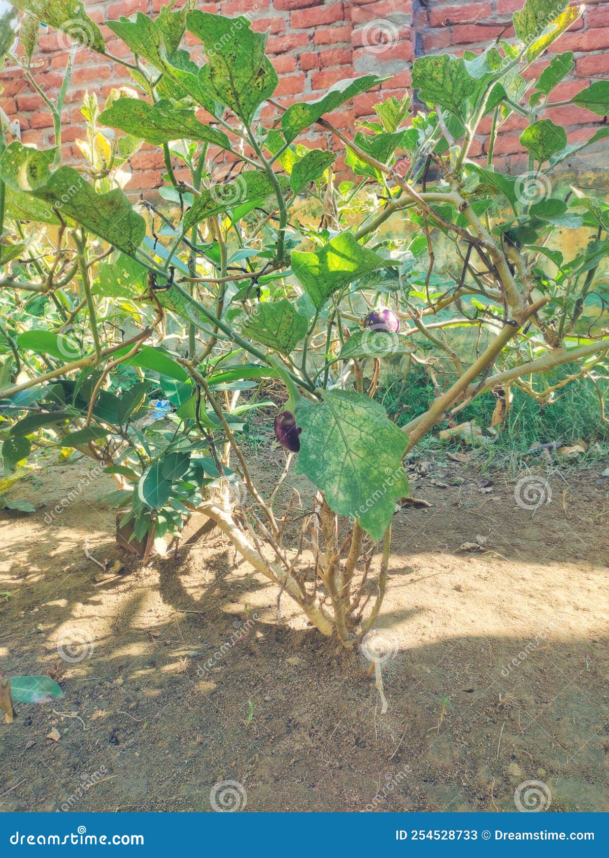 BRINJAL TREE stock image. Image of small, brinjal, tree - 254528733