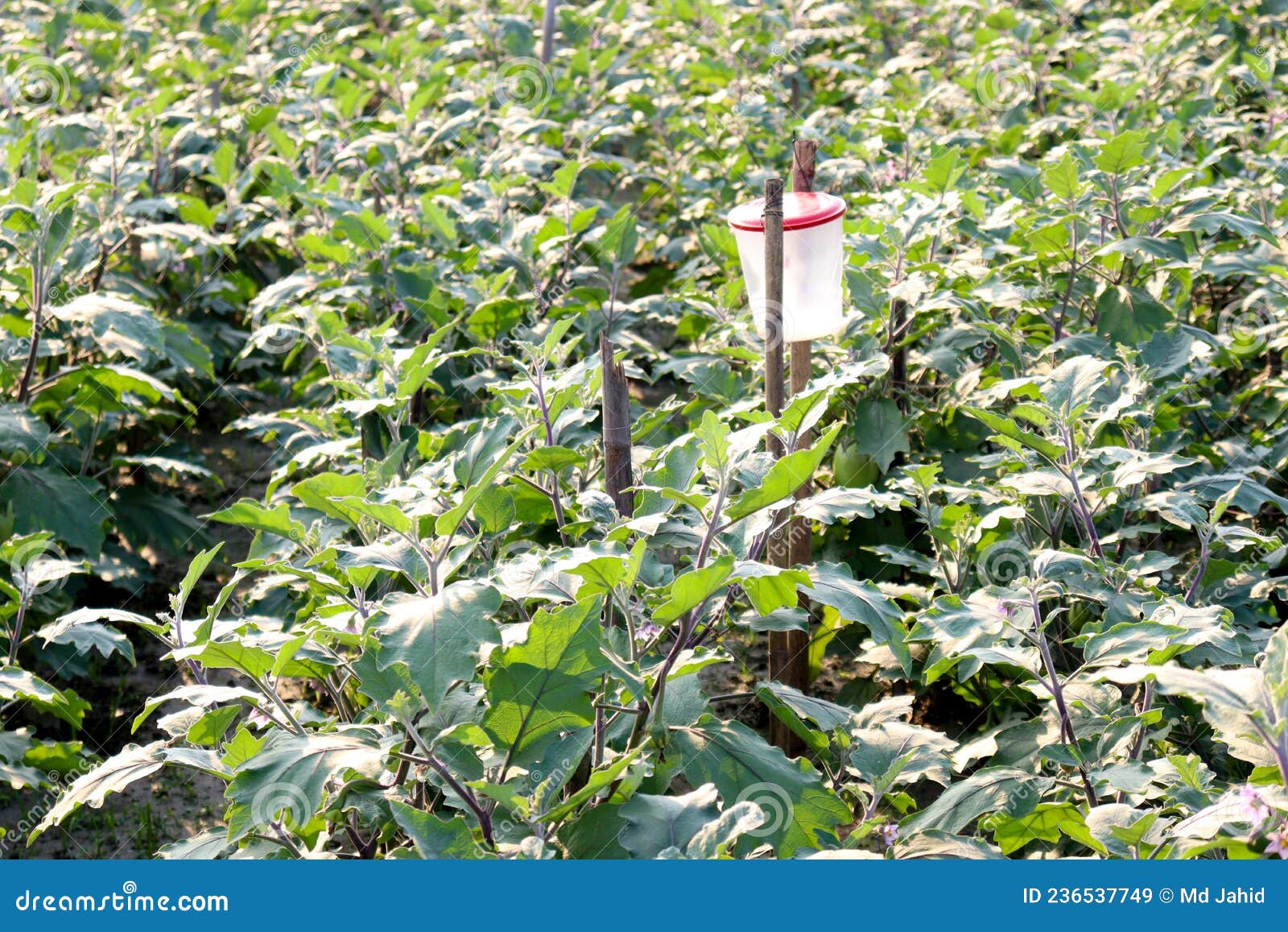 Brinjal on Tree in the Farm for Harvest Stock Image - Image of cook ...