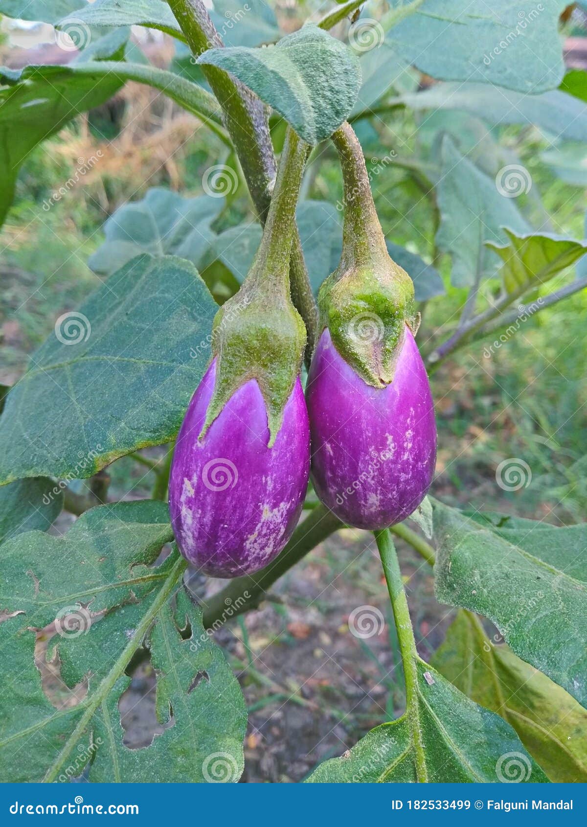 Brinjal Tree with Hanging Two Brinjal Stock Image - Image of numerous ...