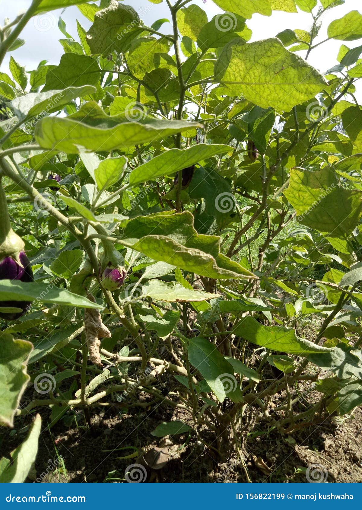 Brinjal tree stock image. Image of leaf, tree, brinjal - 156822199